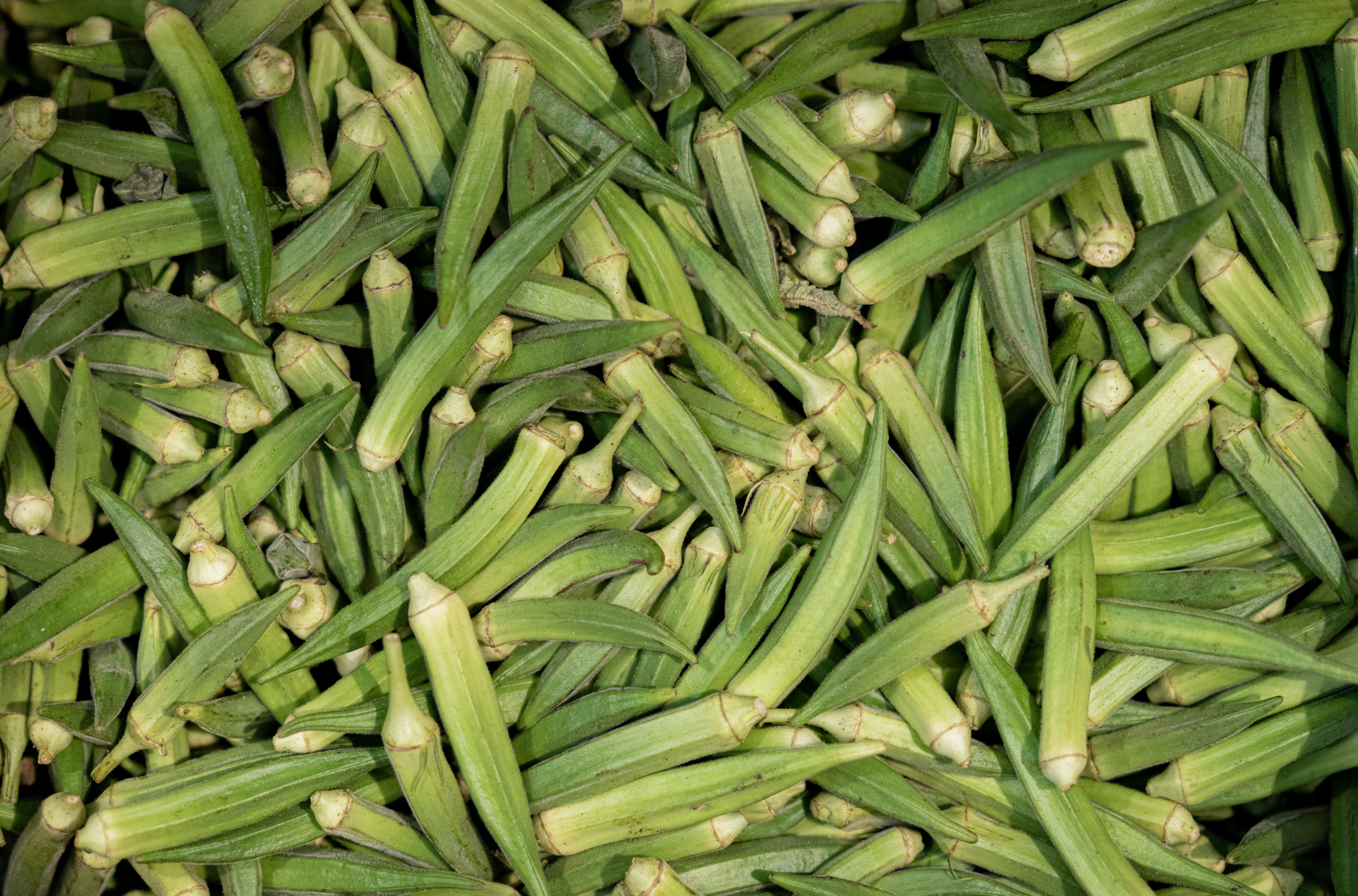 Foto profissional gratuita de abundância, agricultura, bamia, fechar se ...