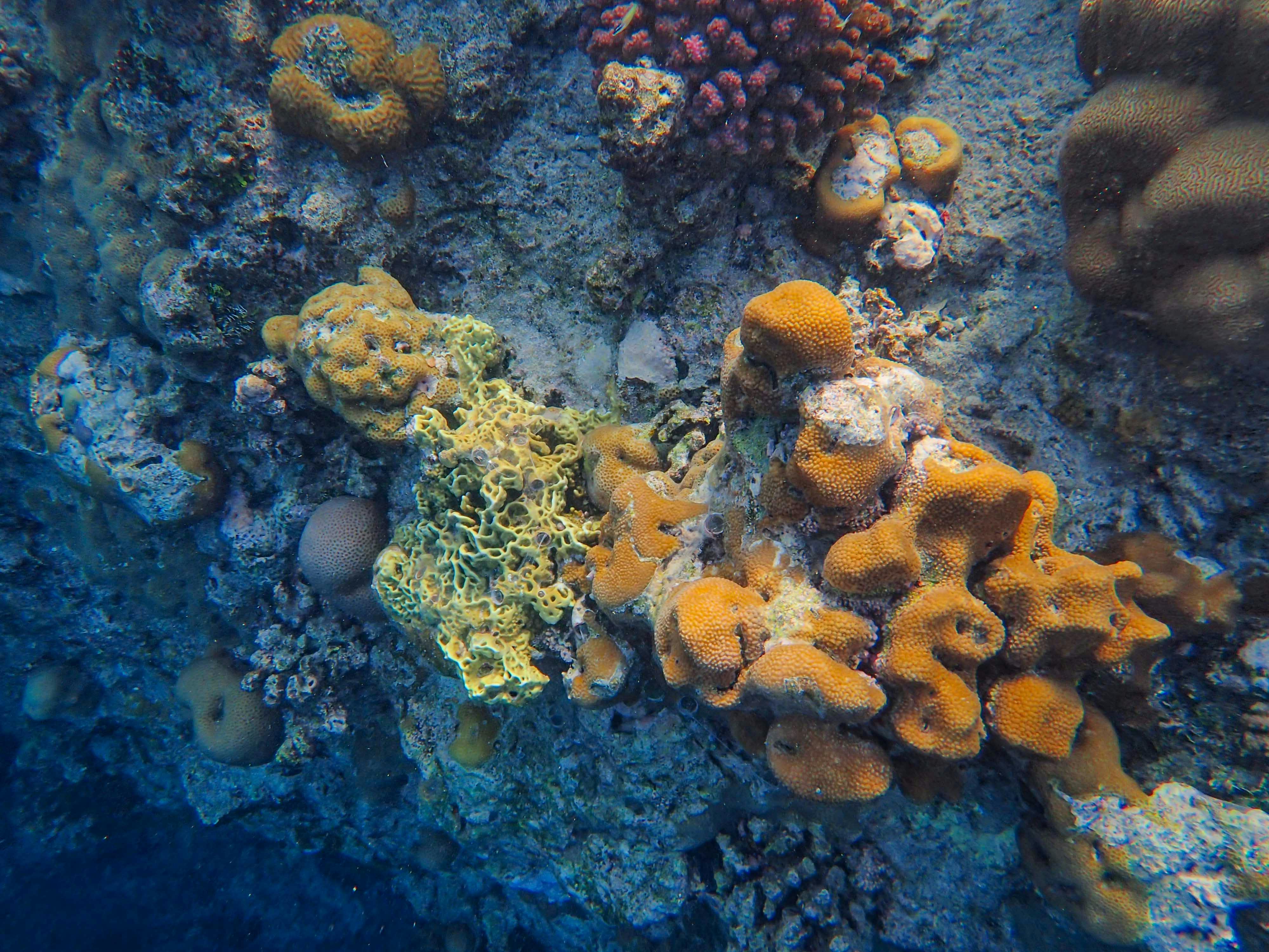 Coral Reef on Seabed · Free Stock Photo