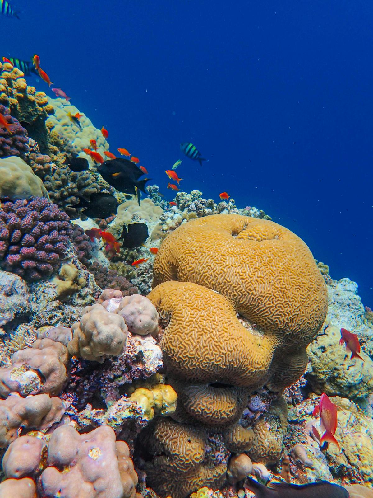 60,000+张最精彩的“Form Of Life”图片 · 100%免费下载 · Pexels素材图片