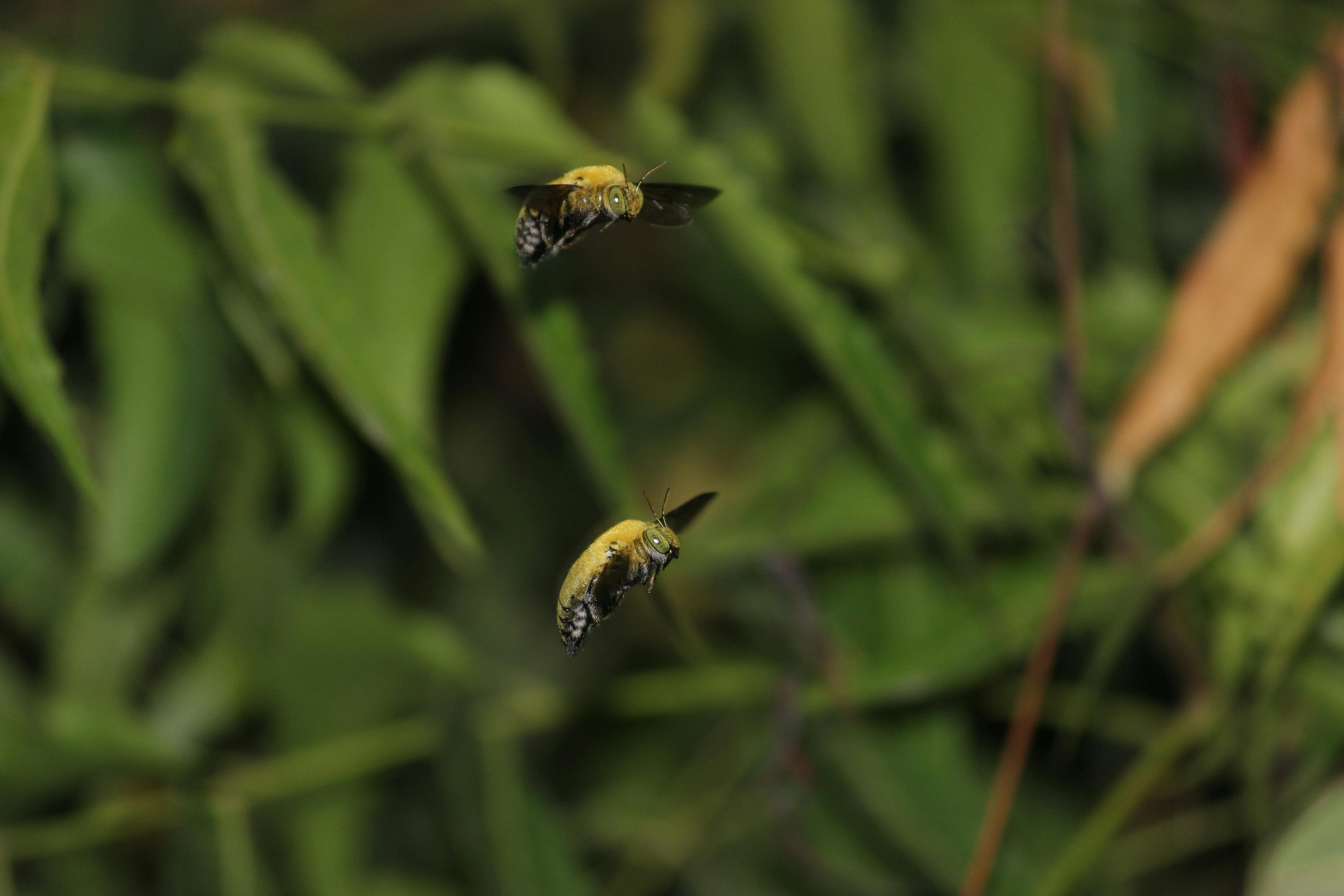 Bee Movement Photos, Download The BEST Free Bee Movement Stock Photos ...