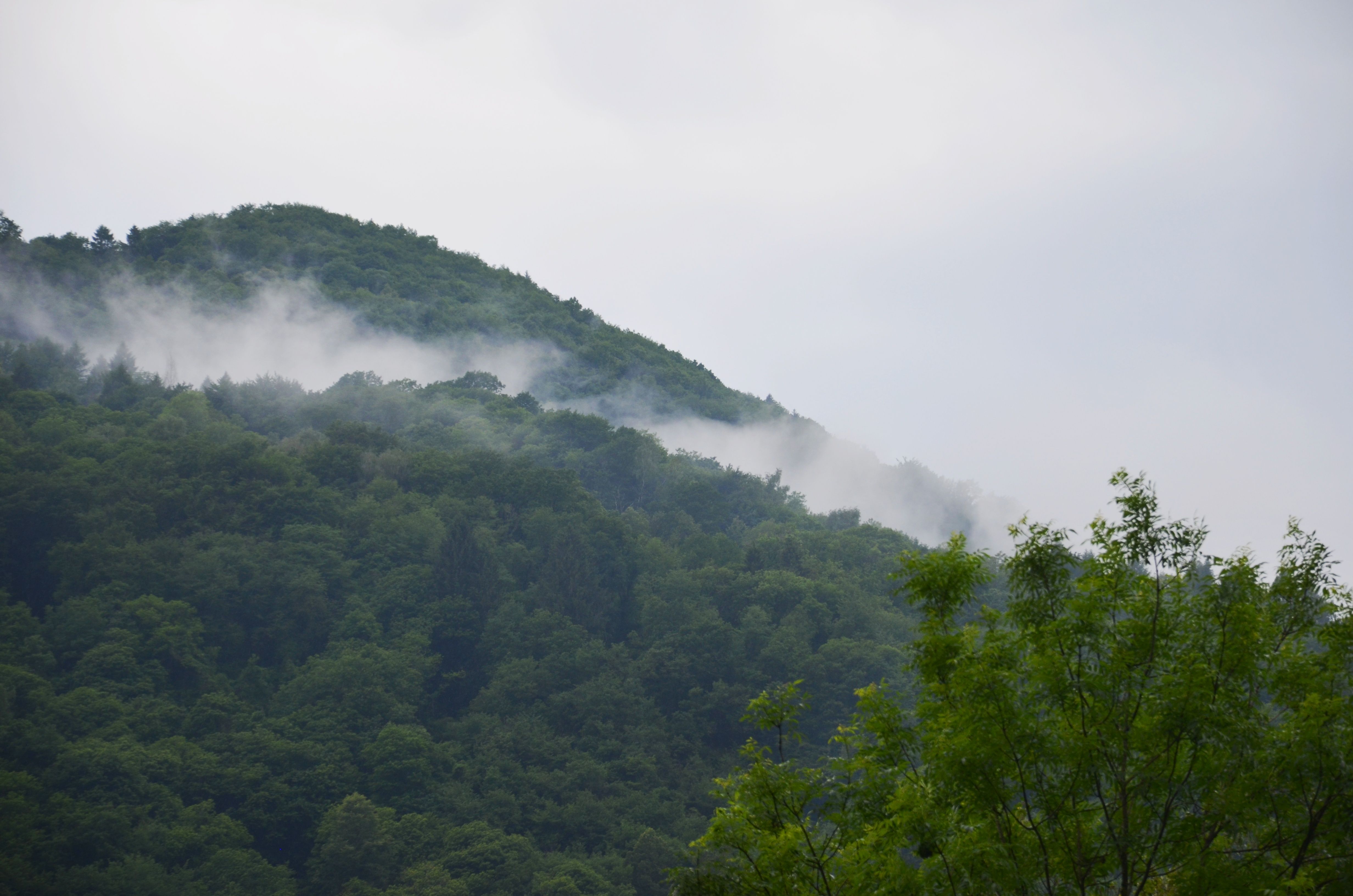 Forest on a Hill in Fog · Free Stock Photo
