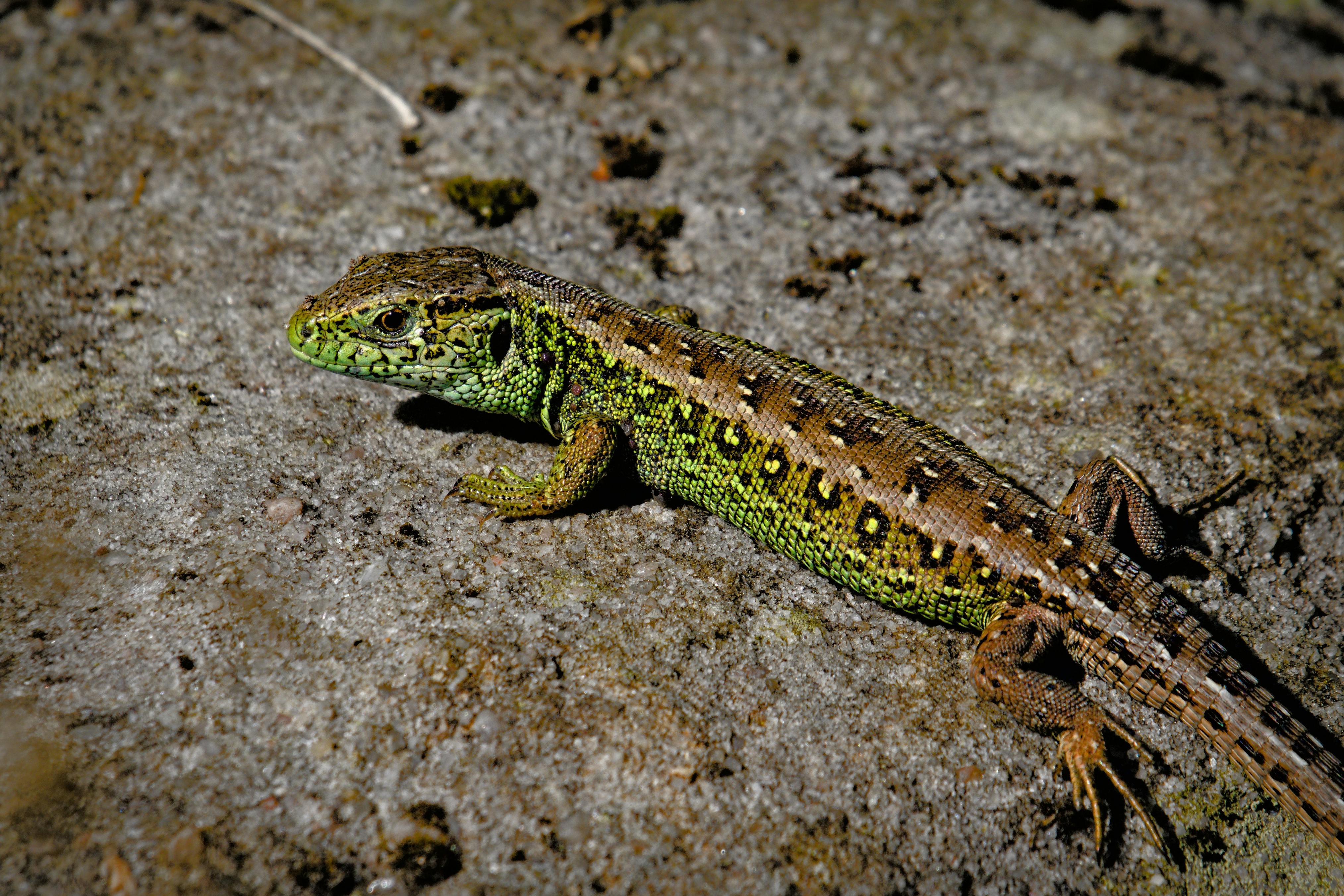 Close-up of Gecko Crawling on Ground · Free Stock Photo