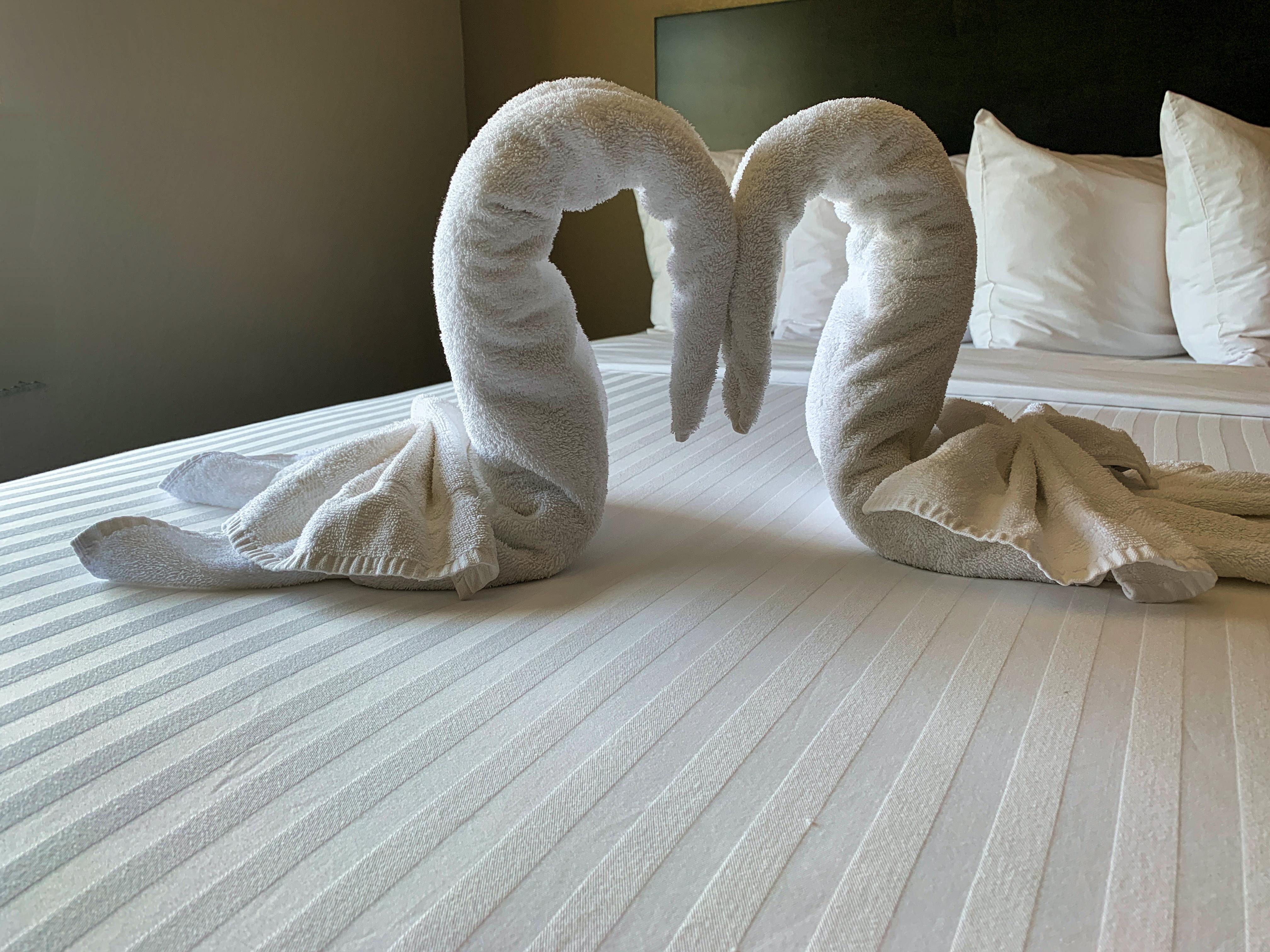 Leslie Saunders - 摄影