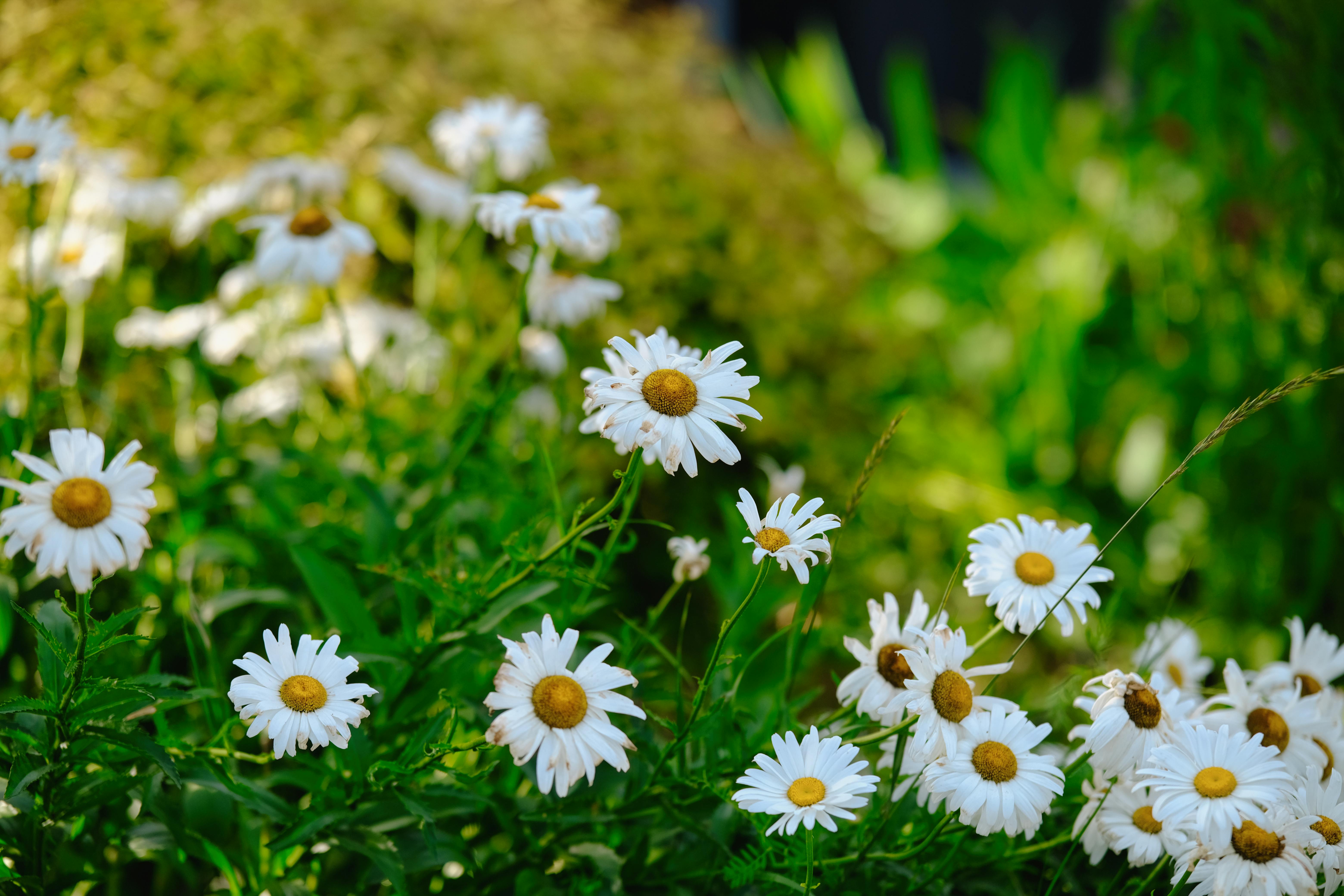 Close-up of a Daisy · Free Stock Photo