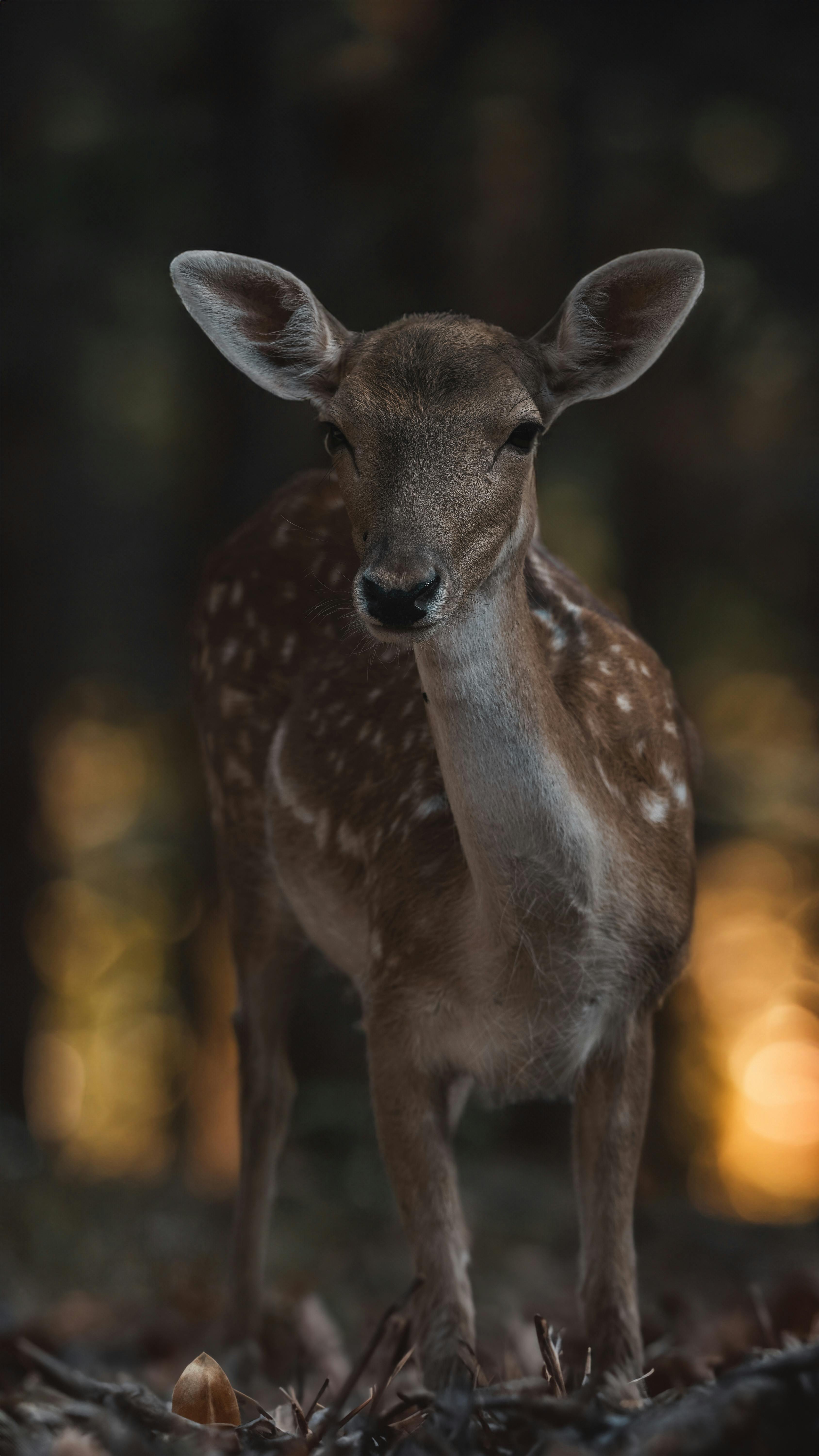 Forest Animal Photos, Download The BEST Free Forest Animal Stock Photos ...