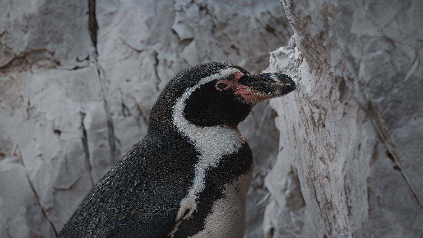 Penguin Profile Photos, Download The BEST Free Penguin Profile Stock ...