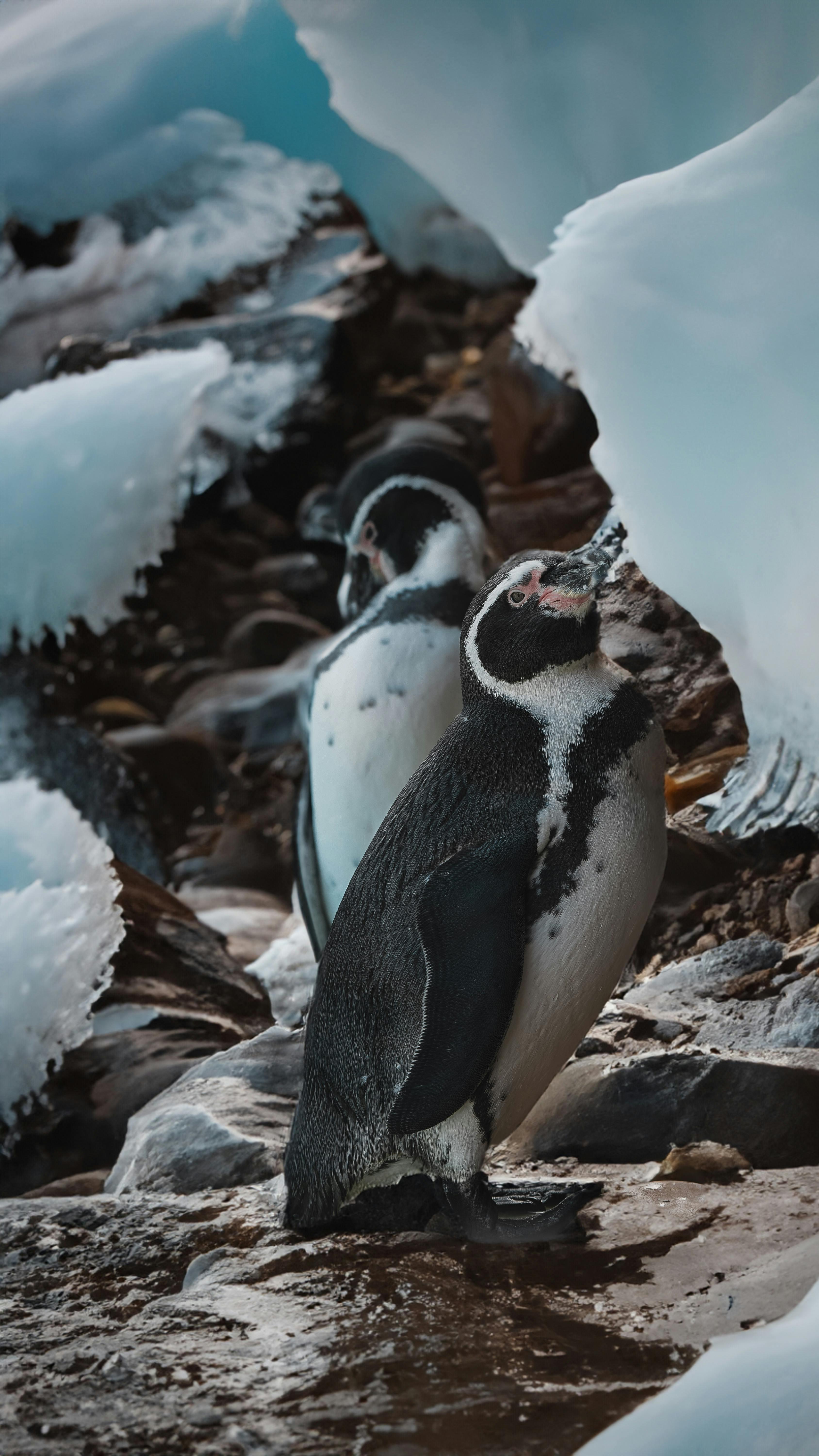 Penguins in Peril: The Impact of Climate Change on Antarctic Wildlife ...