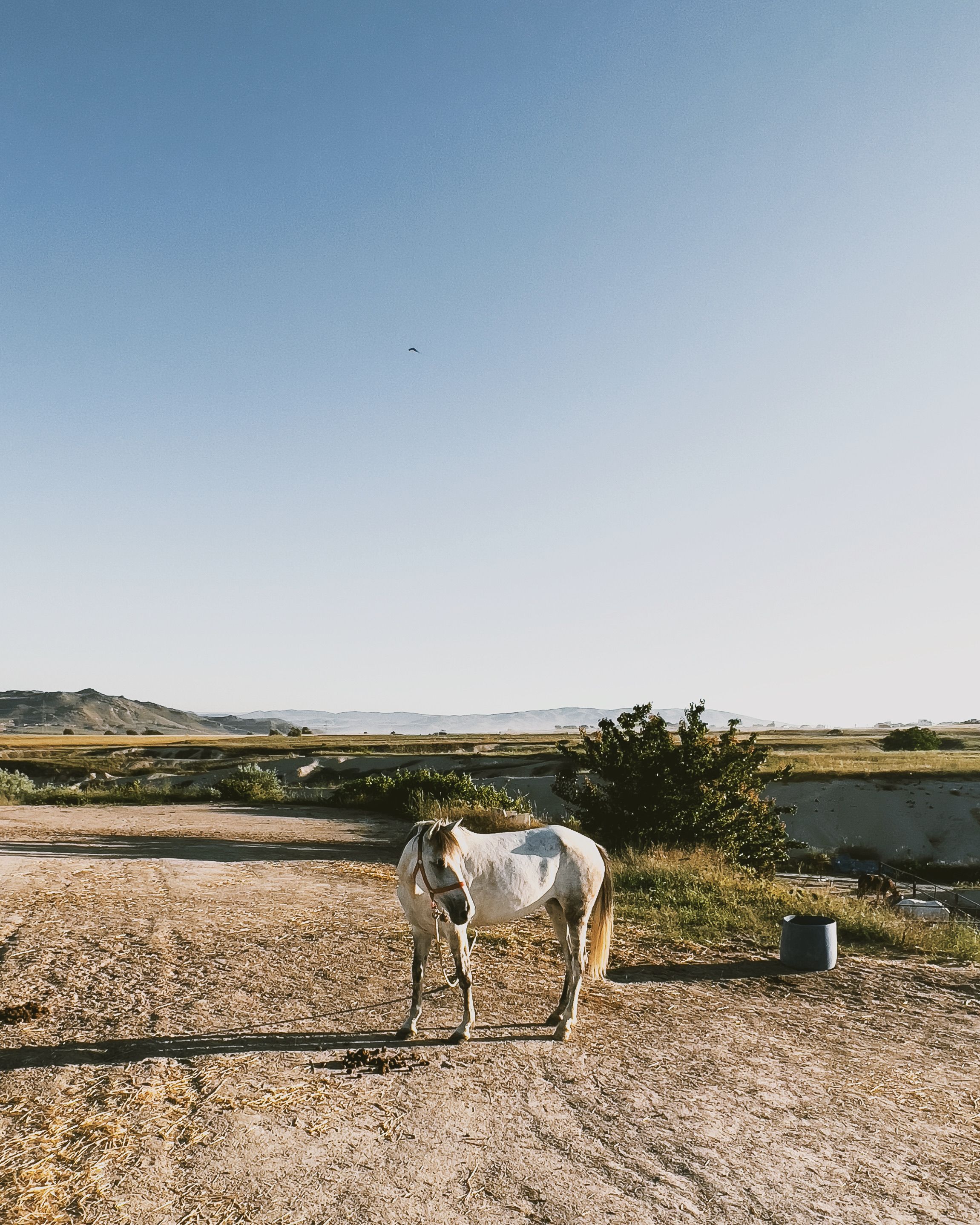 Horse and Landscape · Free Stock Photo
