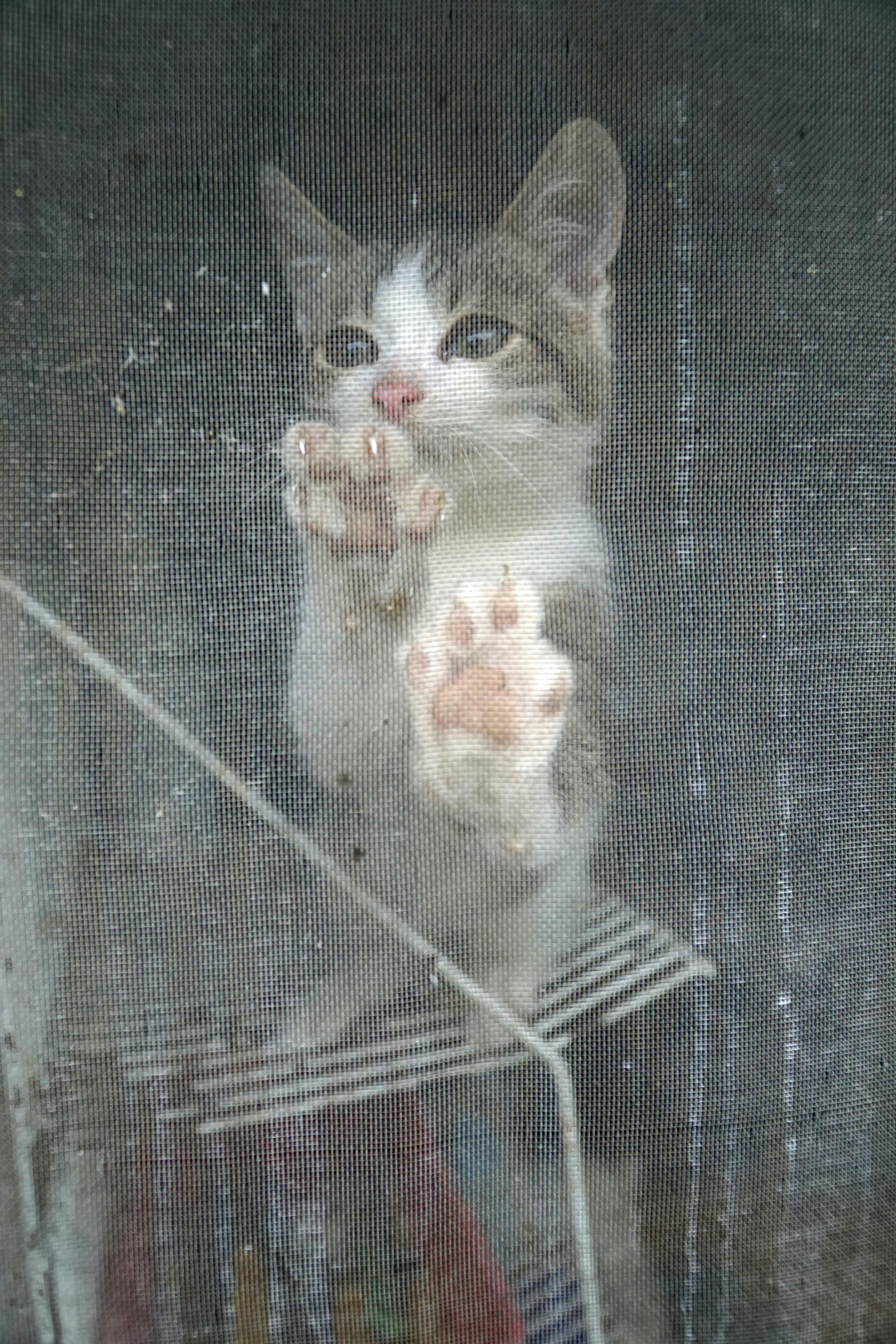 Cat behind Net · Free Stock Photo