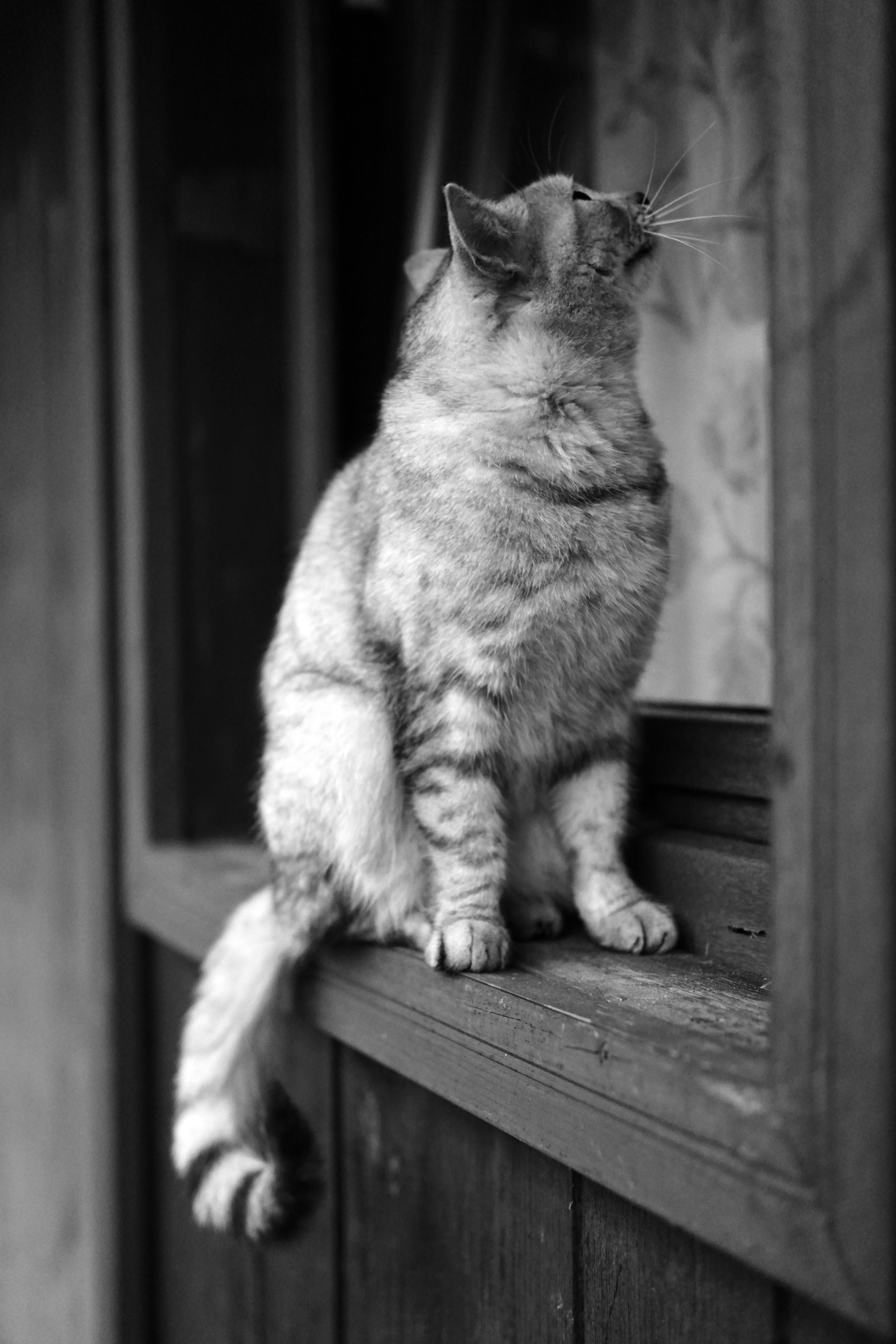 Cat Sitting in Window · Free Stock Photo