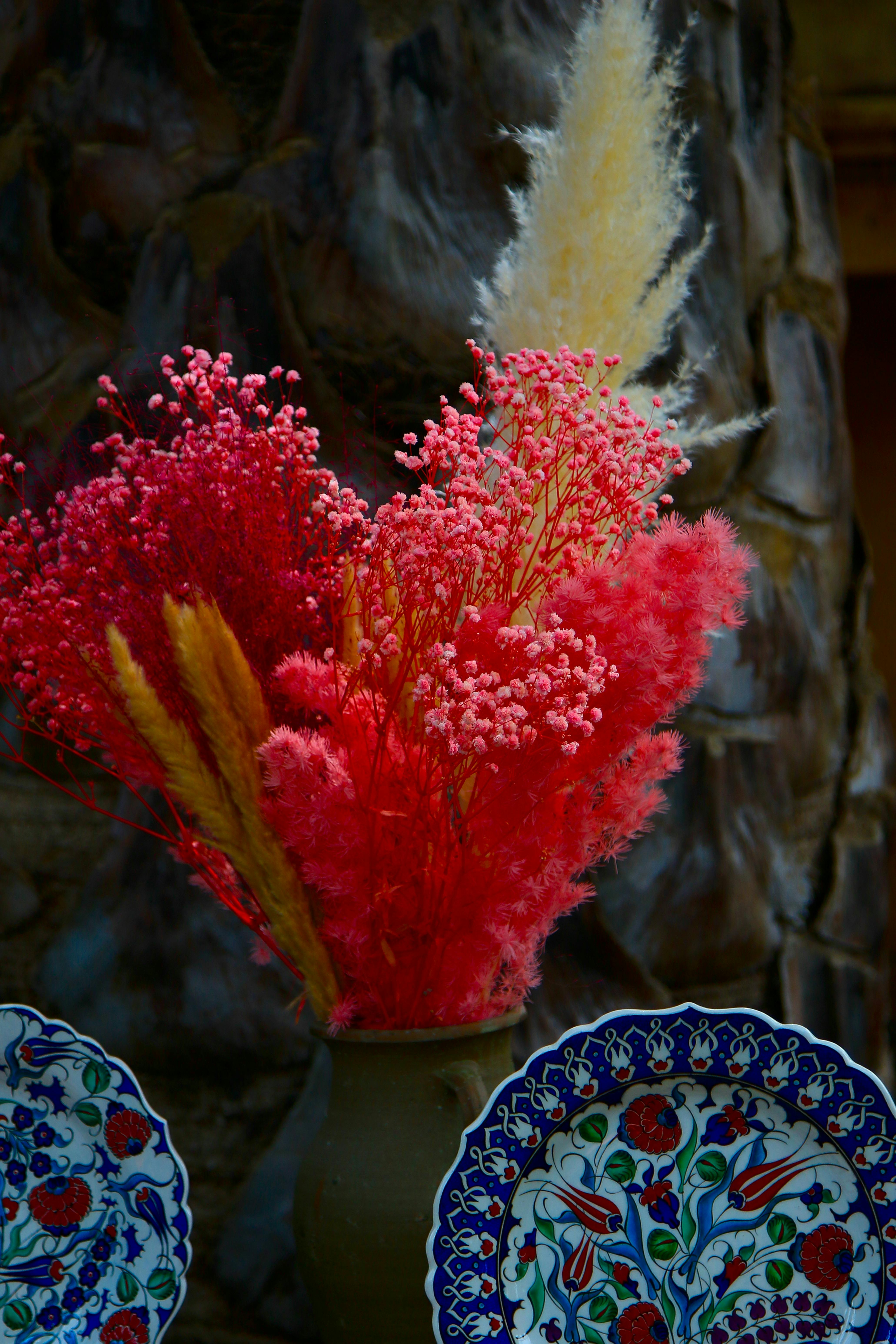 James Ranieri - 攝影