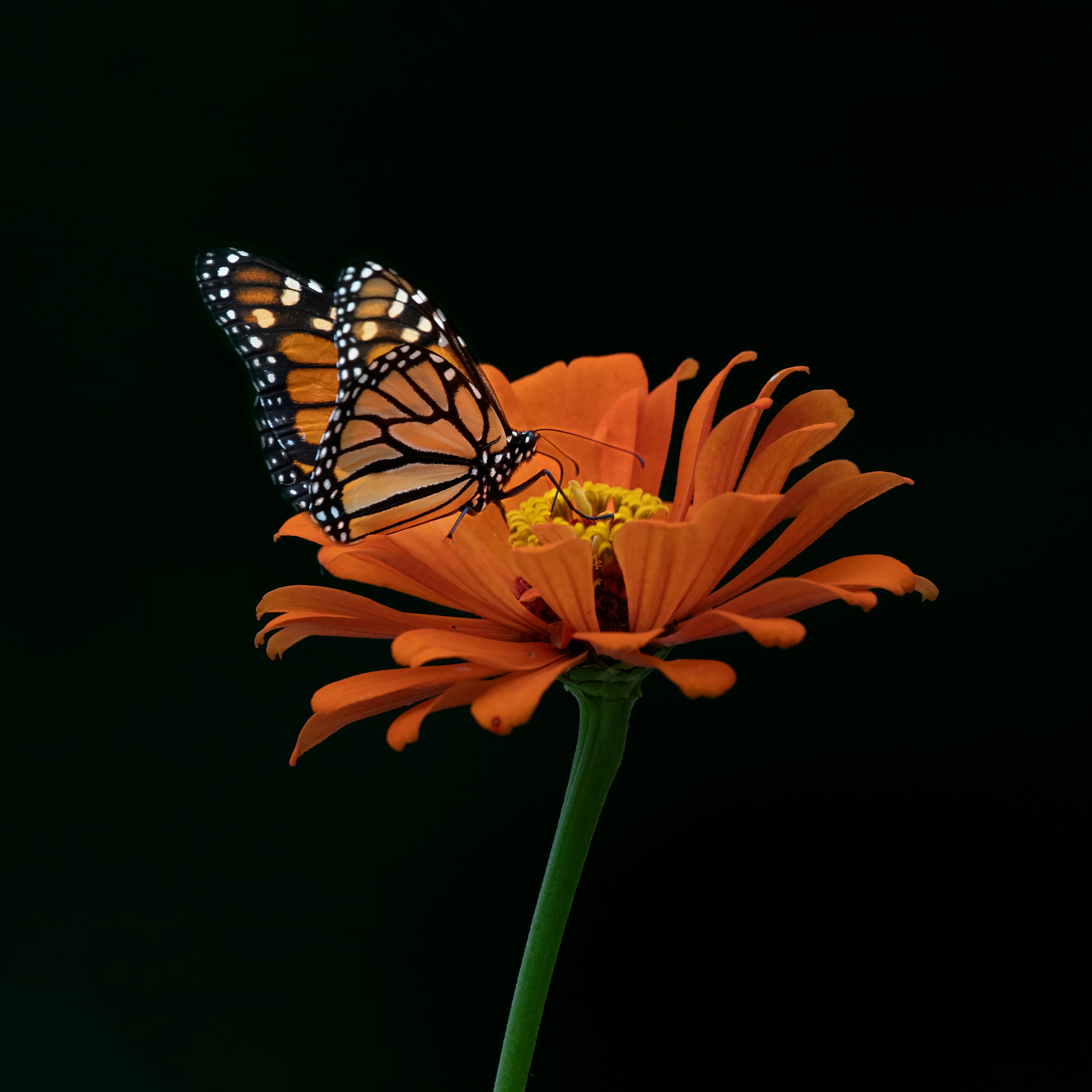 Ghost Butterfly Photos, Download The BEST Free Ghost Butterfly Stock ...