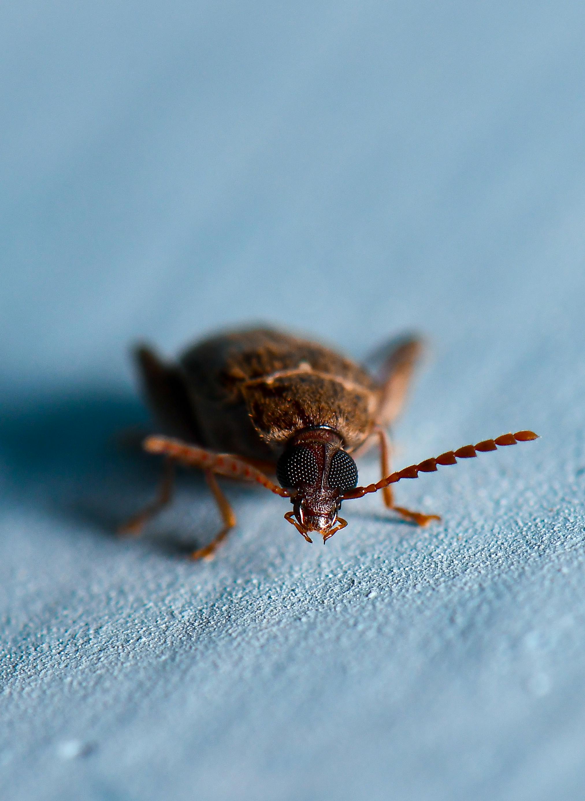 Blue Bug Photos, Download The BEST Free Blue Bug Stock Photos & HD Images