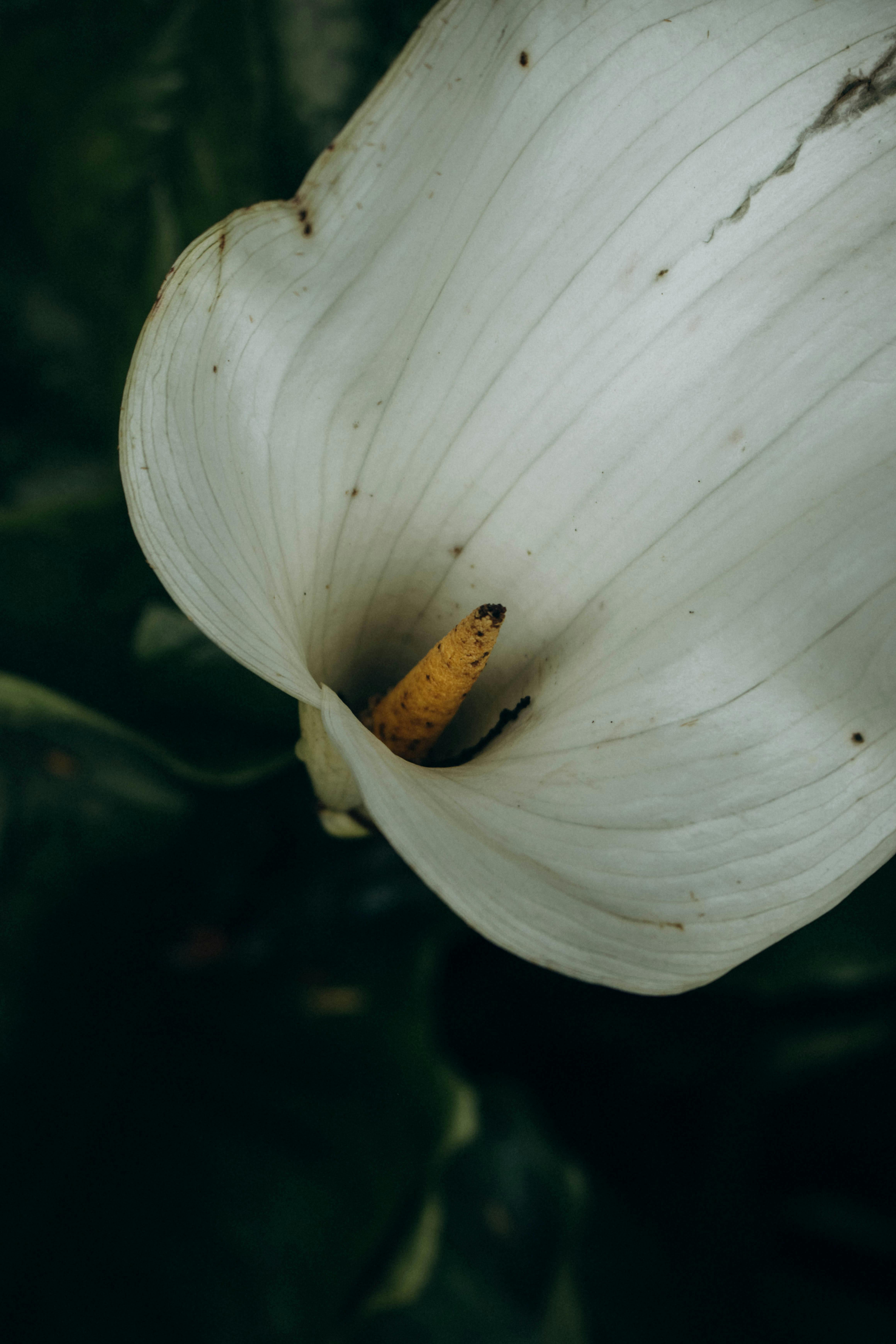 Close-up Photo of an Orange Calla Lily · Free Stock Photo