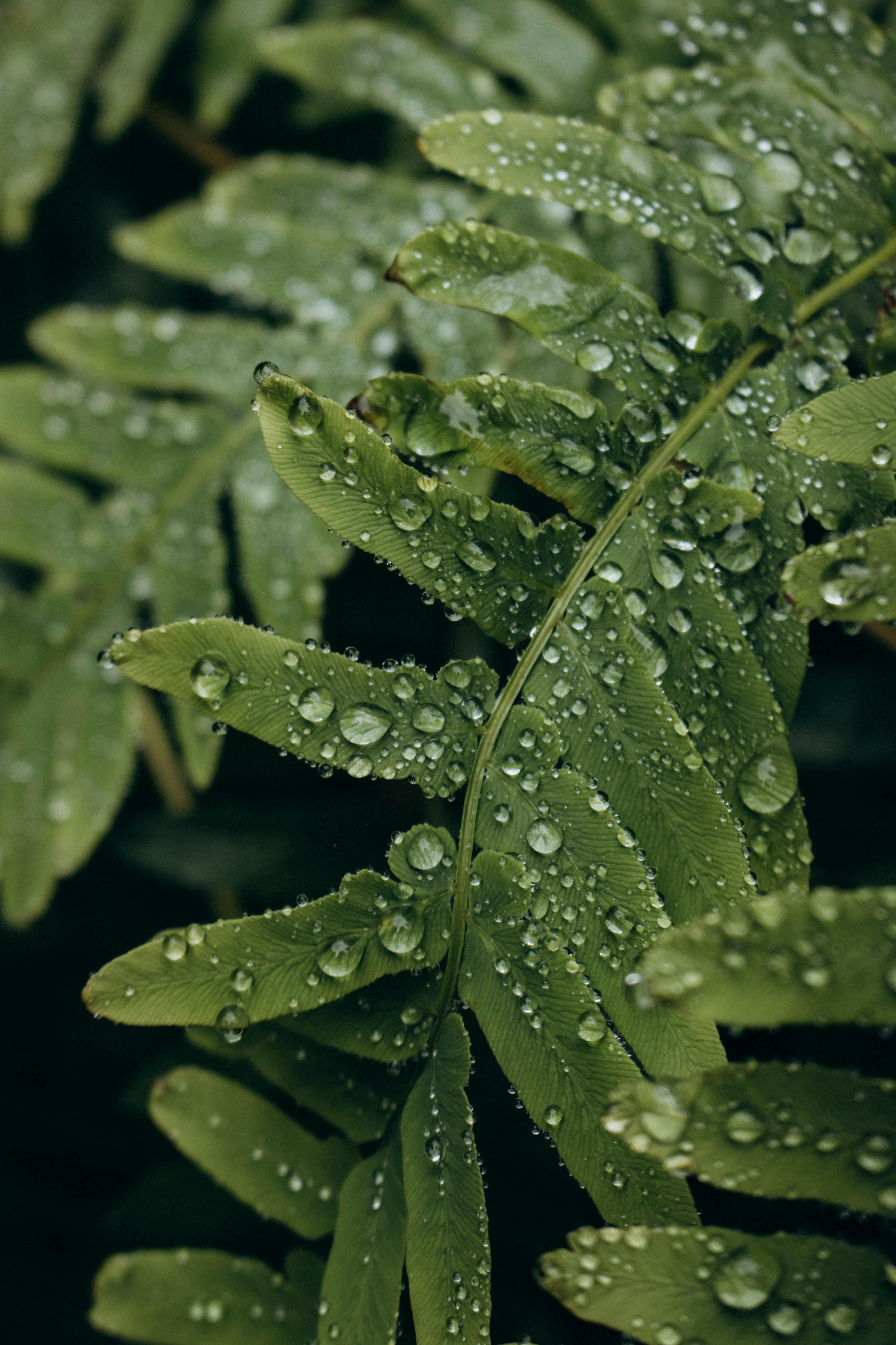 Photo of Two Fern Leaves · Free Stock Photo