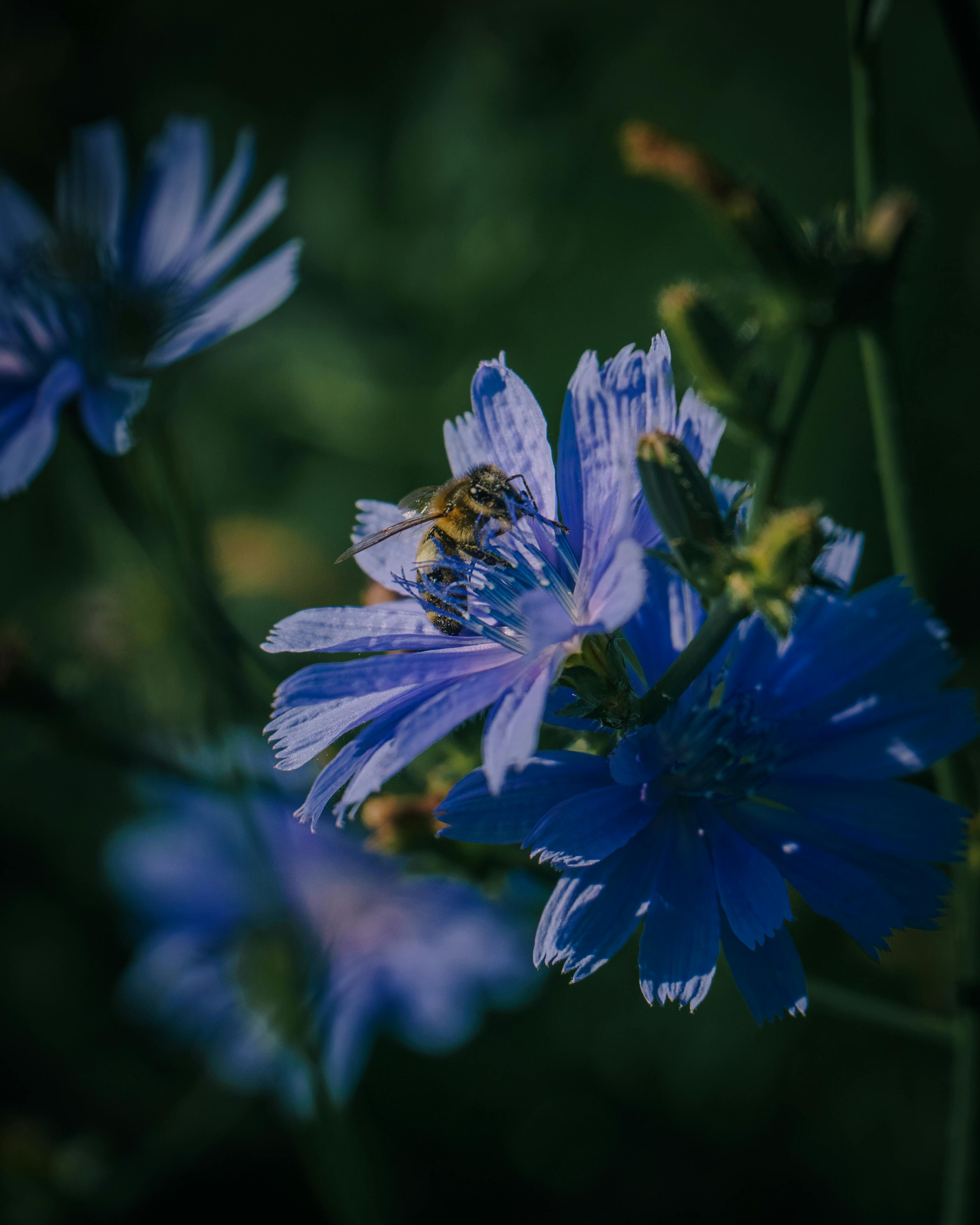 Blue Bee Cartoon Photos, Download The BEST Free Blue Bee Cartoon Stock ...