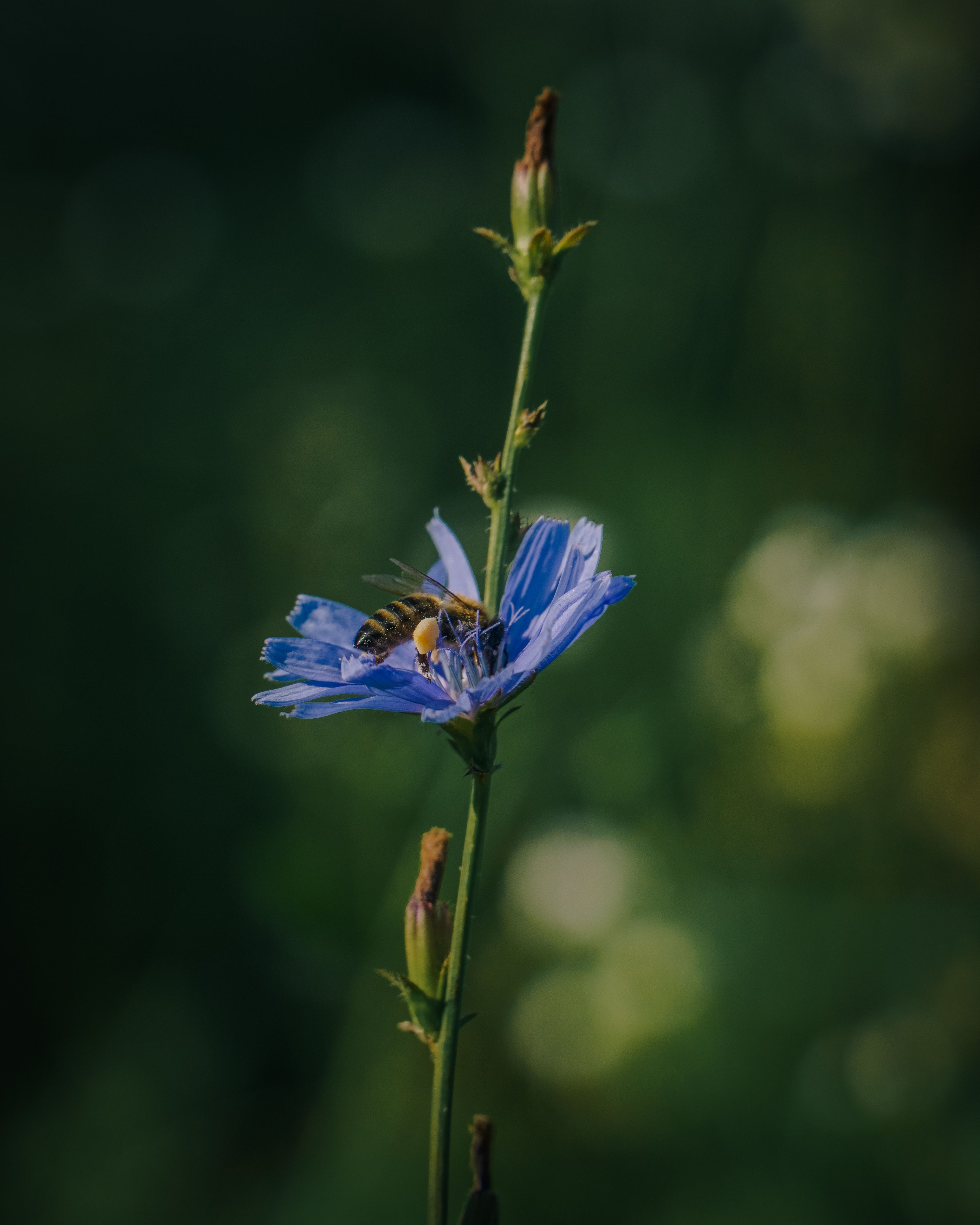 Close-up of a Bee on a Flower · Free Stock Photo