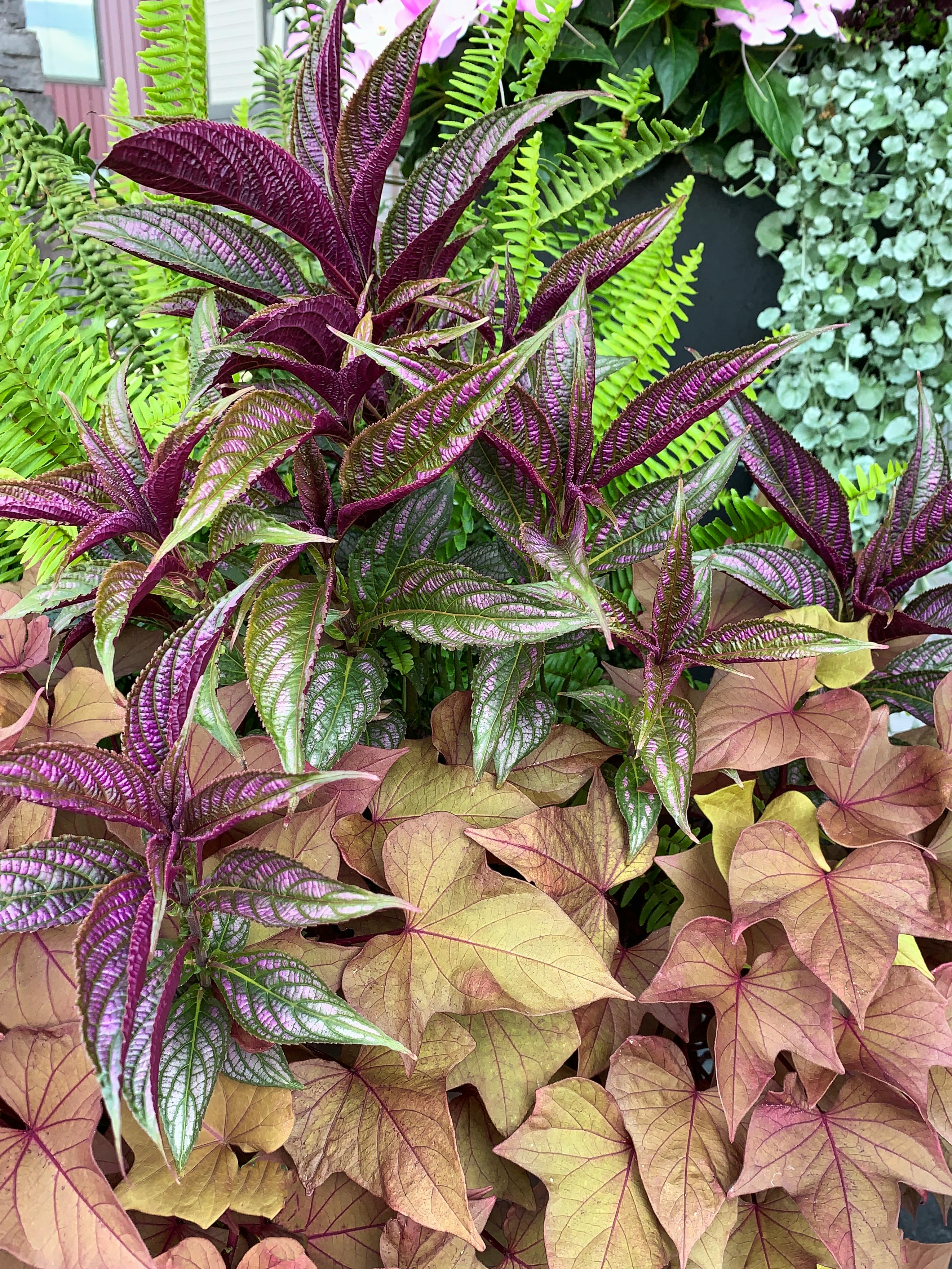 Leslie Saunders - 摄影