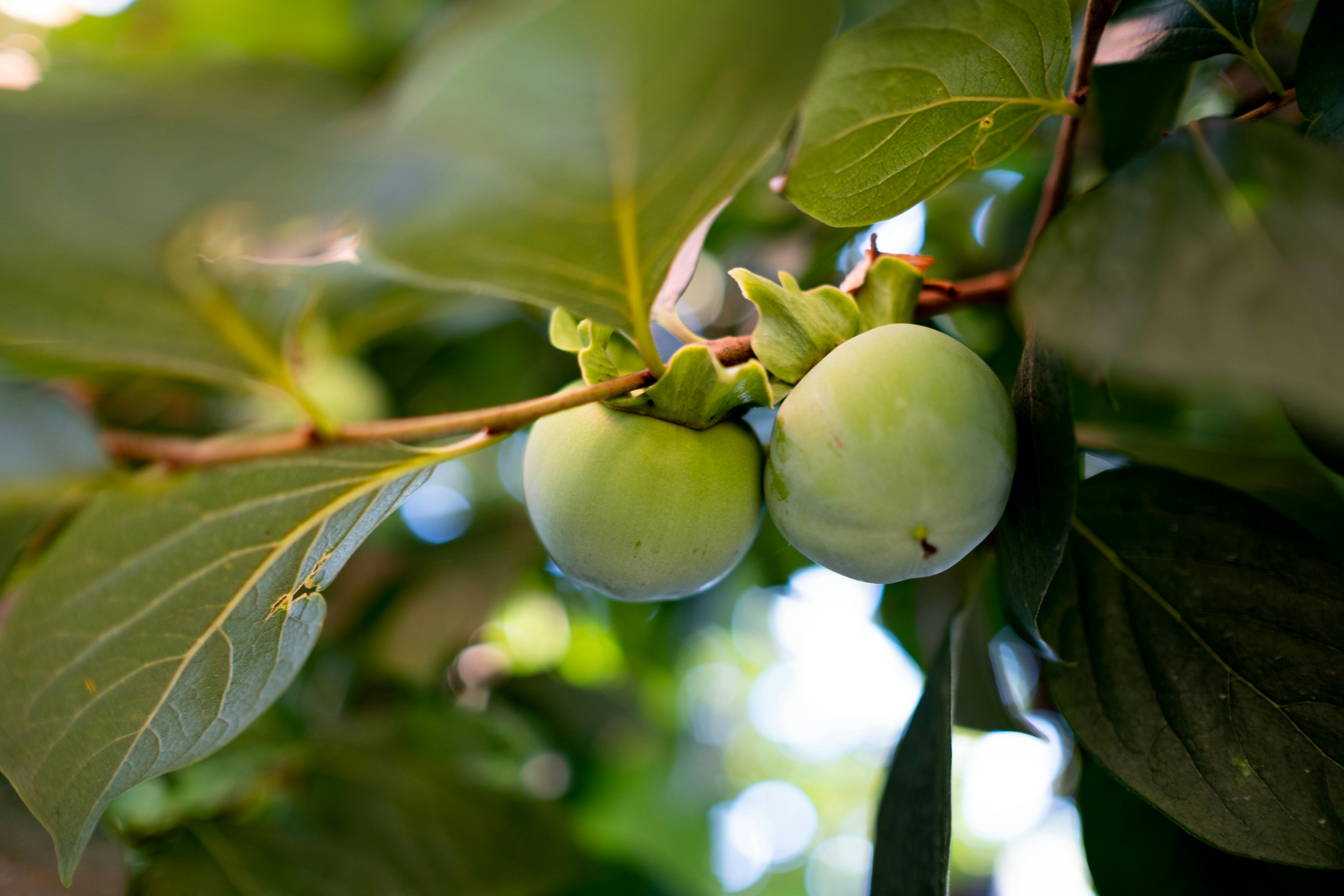 Green Diospyros Kaki Fruit · Free Stock Photo