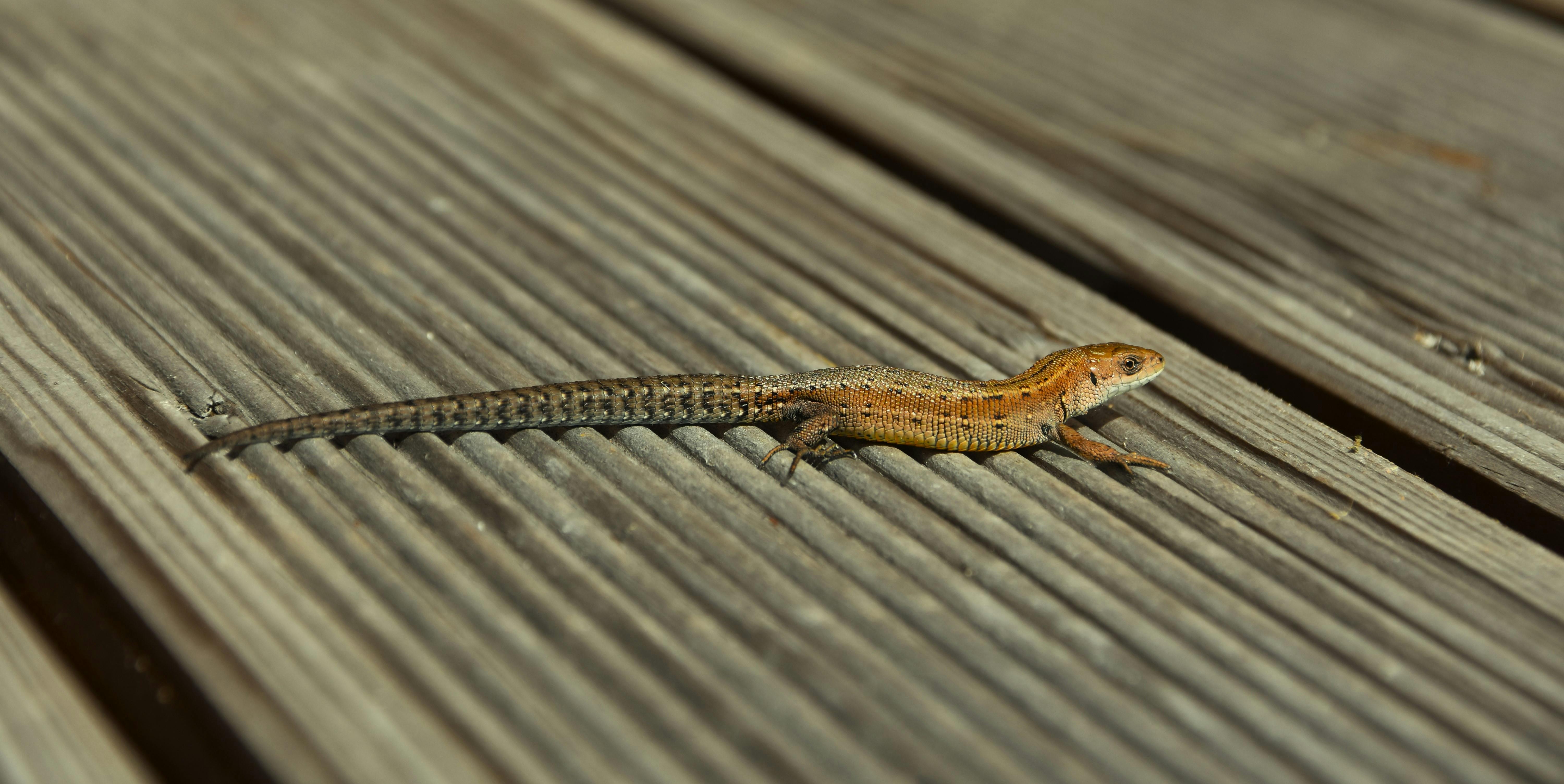Close up of Small Lizard · Free Stock Photo