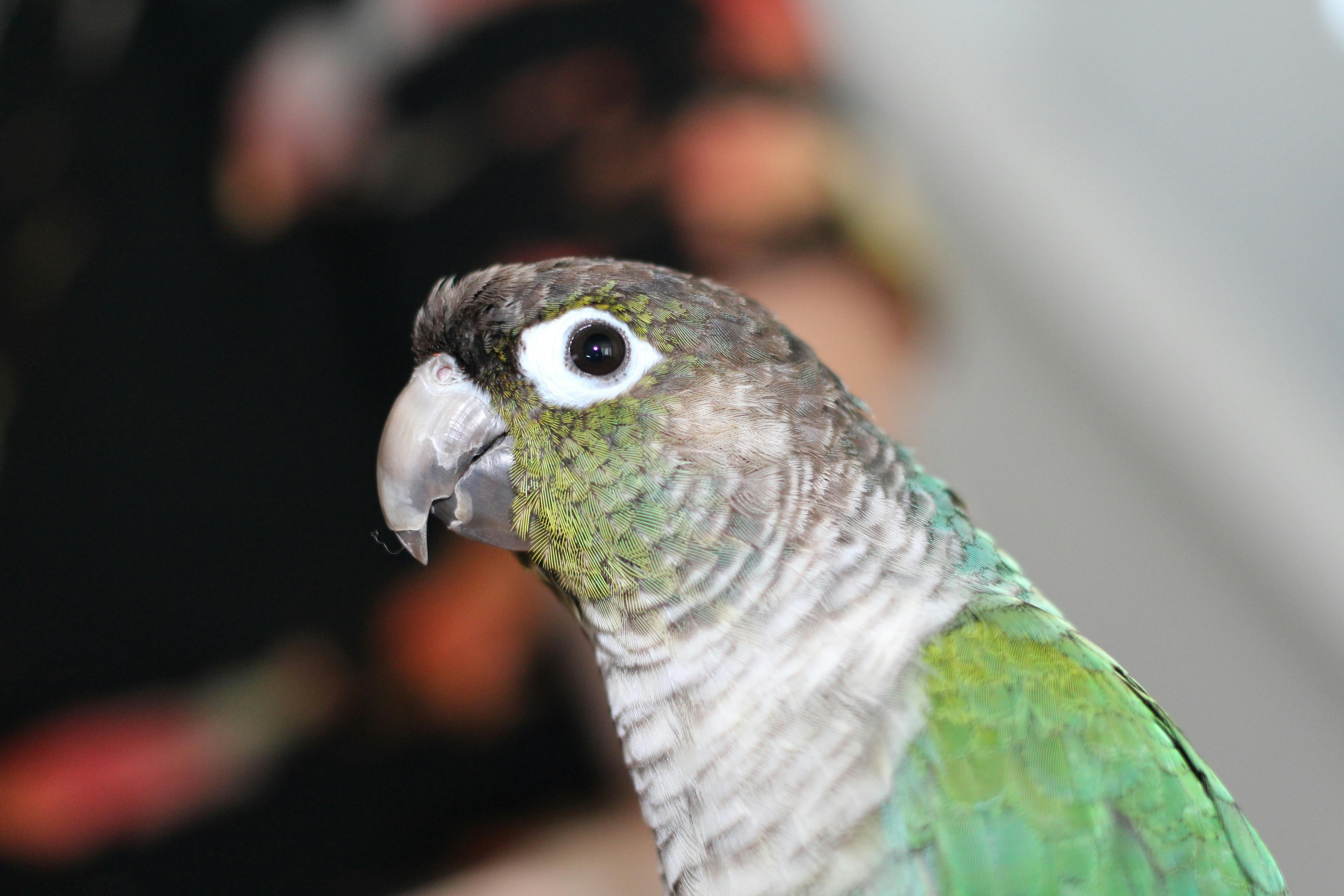 Close up of Conure Parrot · Free Stock Photo