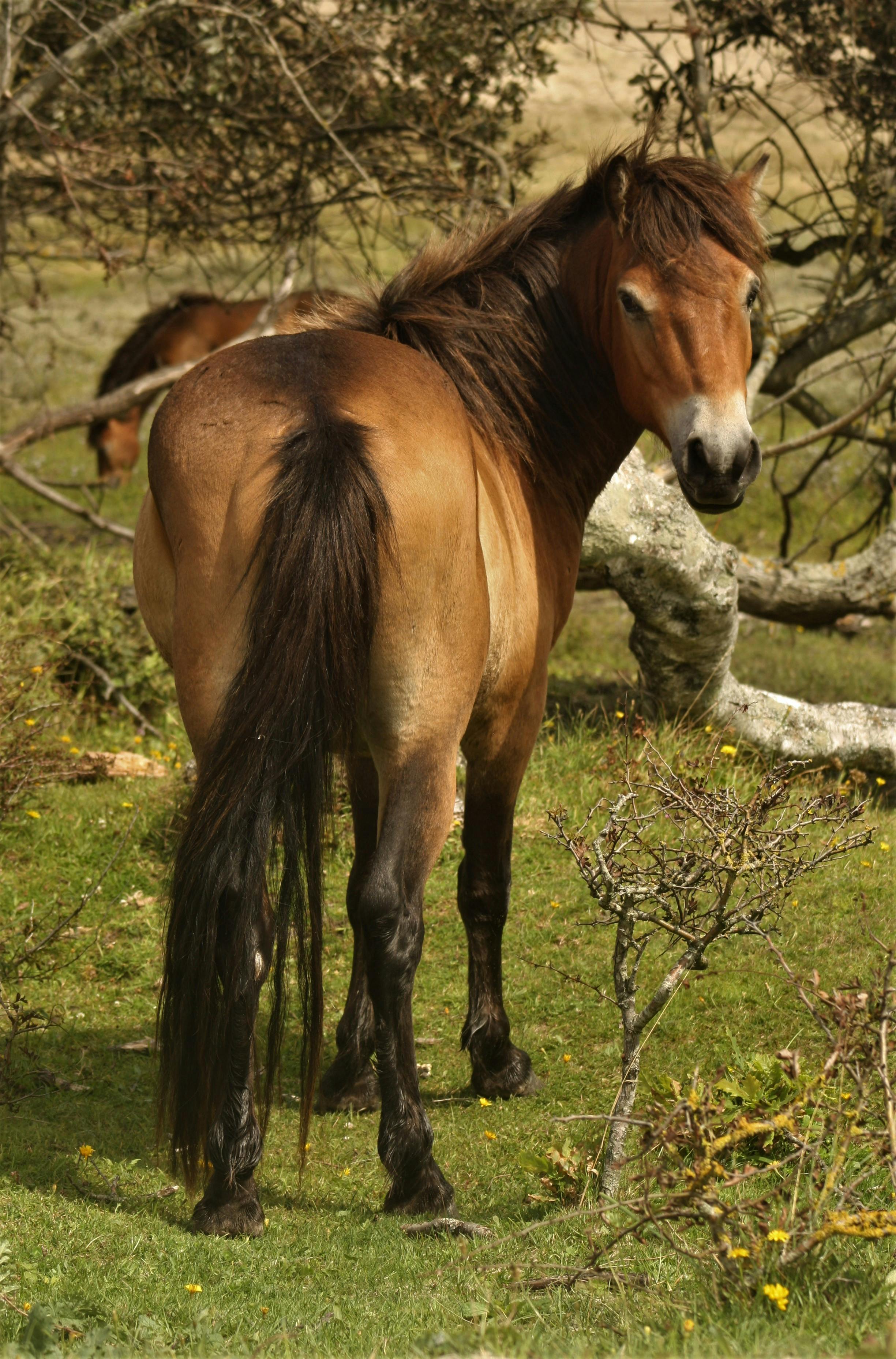 Back View of Horse · Free Stock Photo