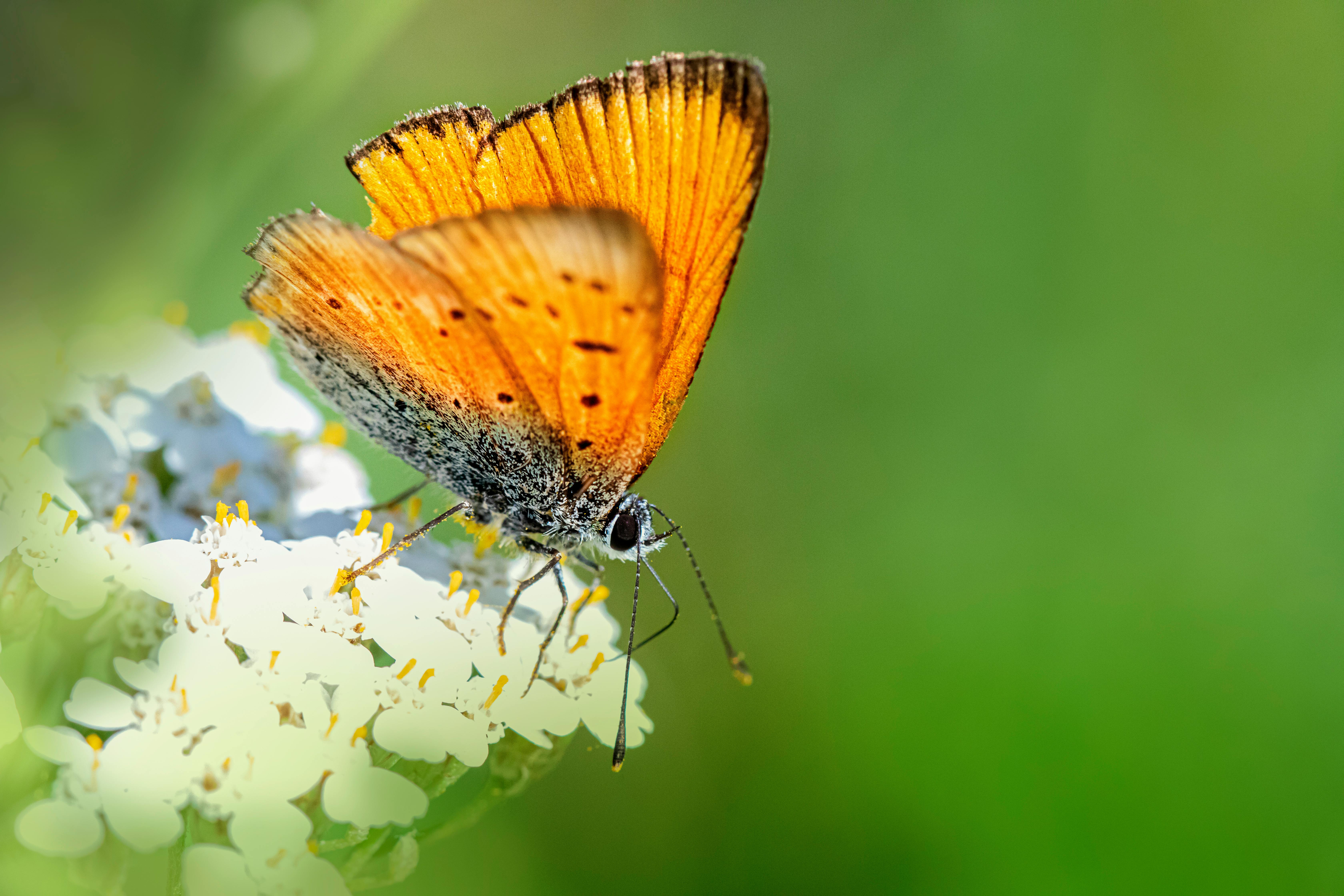 A small orange butterfly sitting on top of a white flower · Free Stock ...