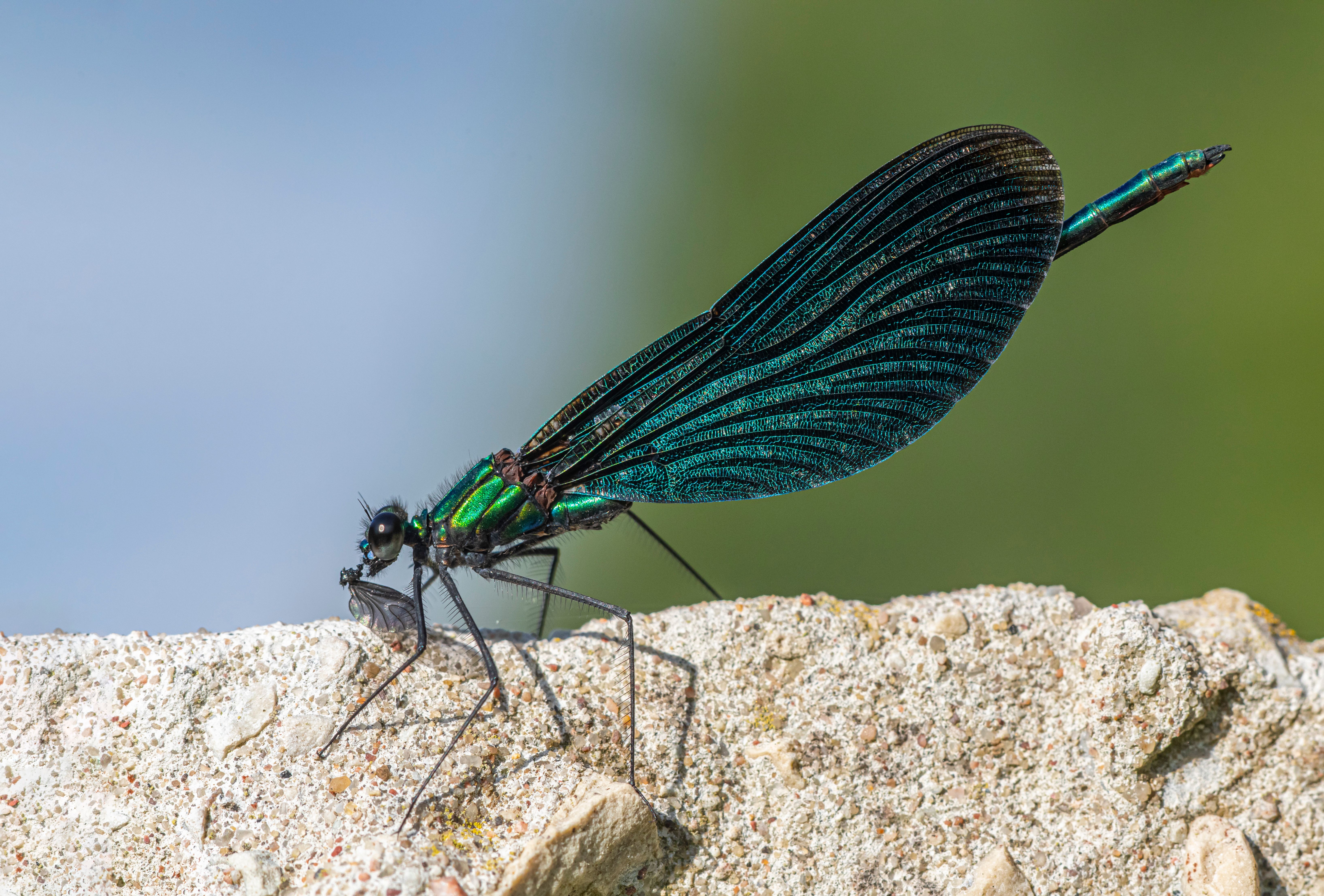 Teal Dragonfly on a Green Leafed Plant during Daytime · Free Stock Photo