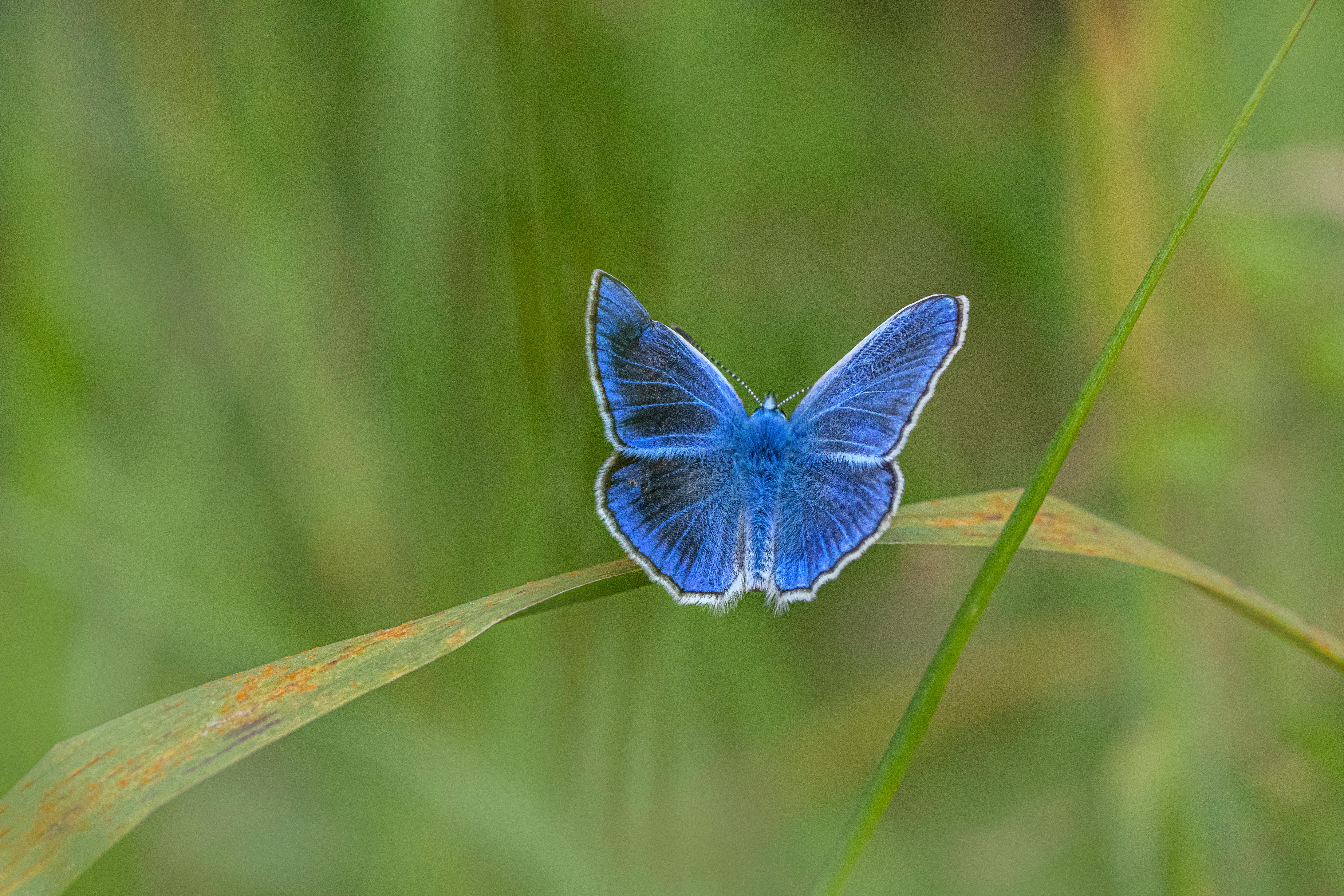 Blue Winged Butterfly Photos, Download The BEST Free Blue Winged ...