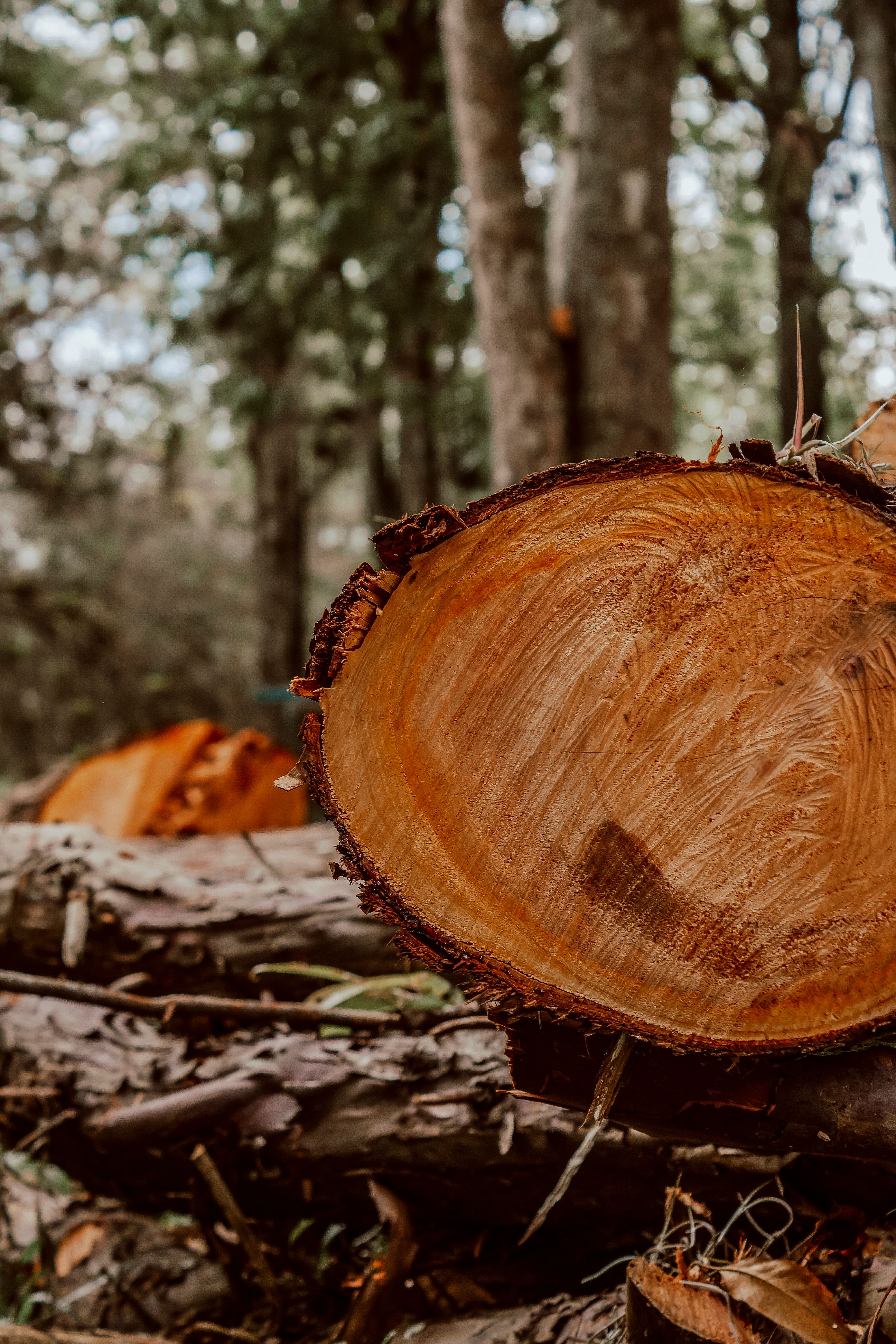 Tree Trunk in Forest · Free Stock Photo