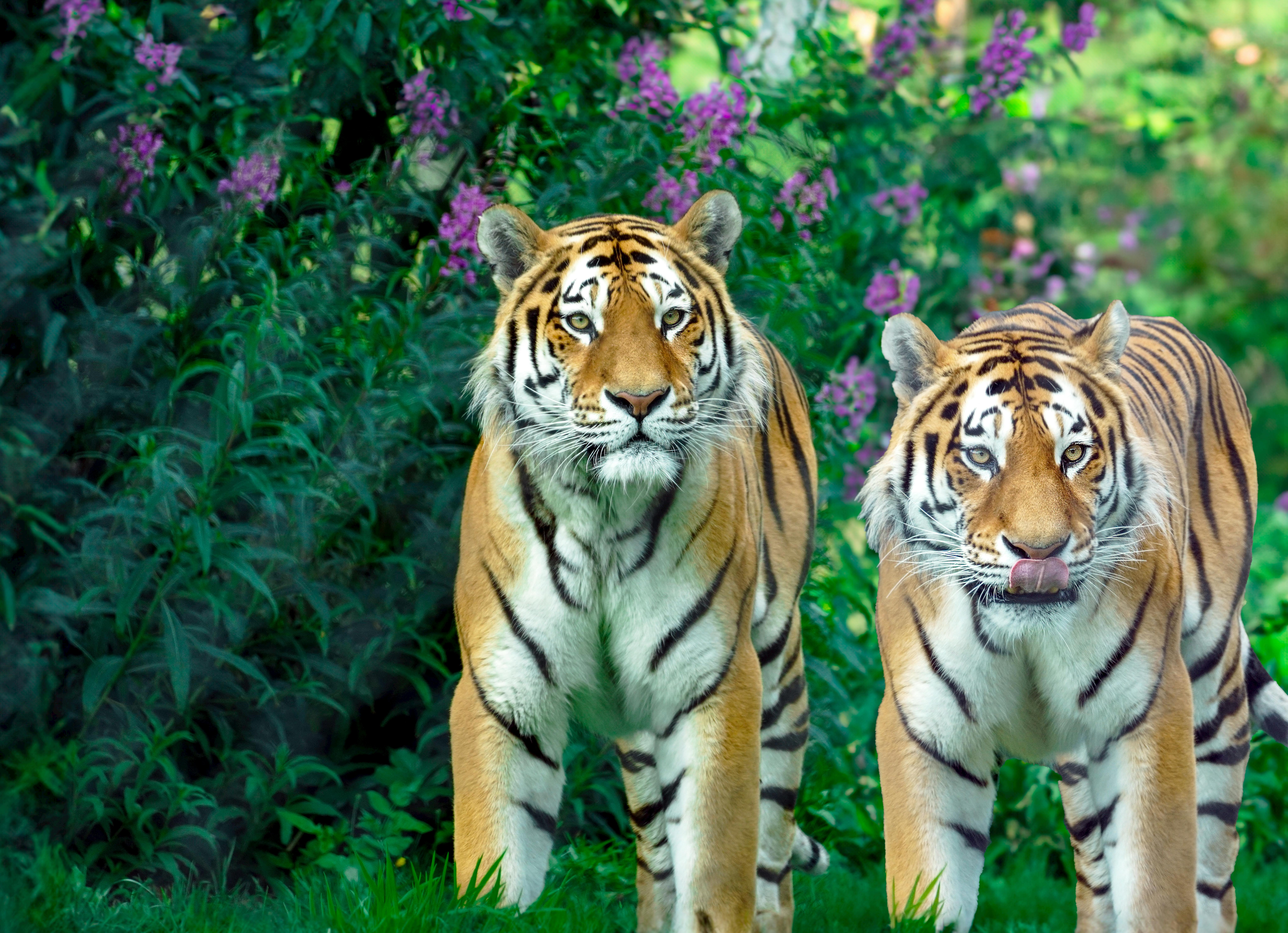 Tigers in Nature · Free Stock Photo