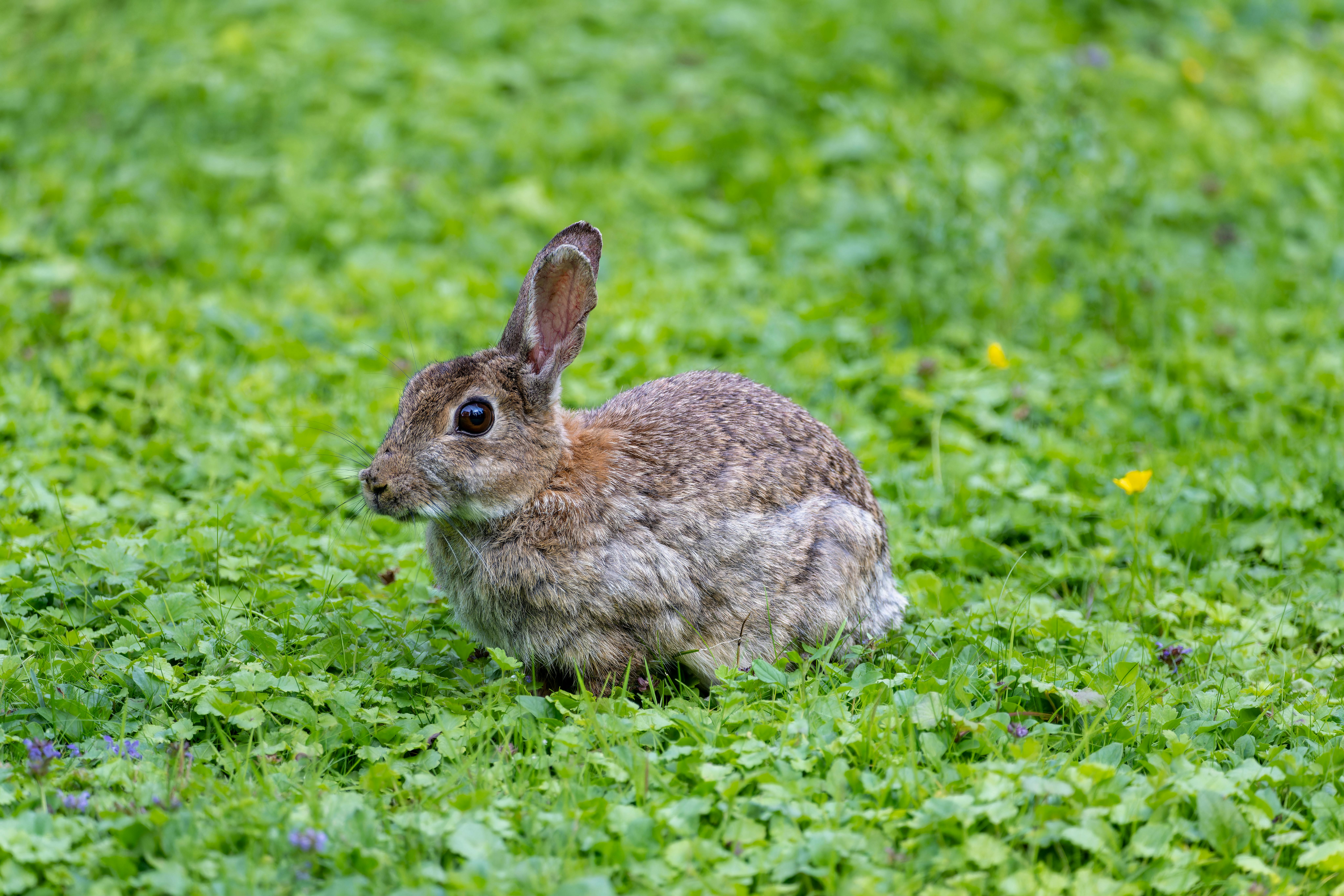 Rabbit in Nature · Free Stock Photo