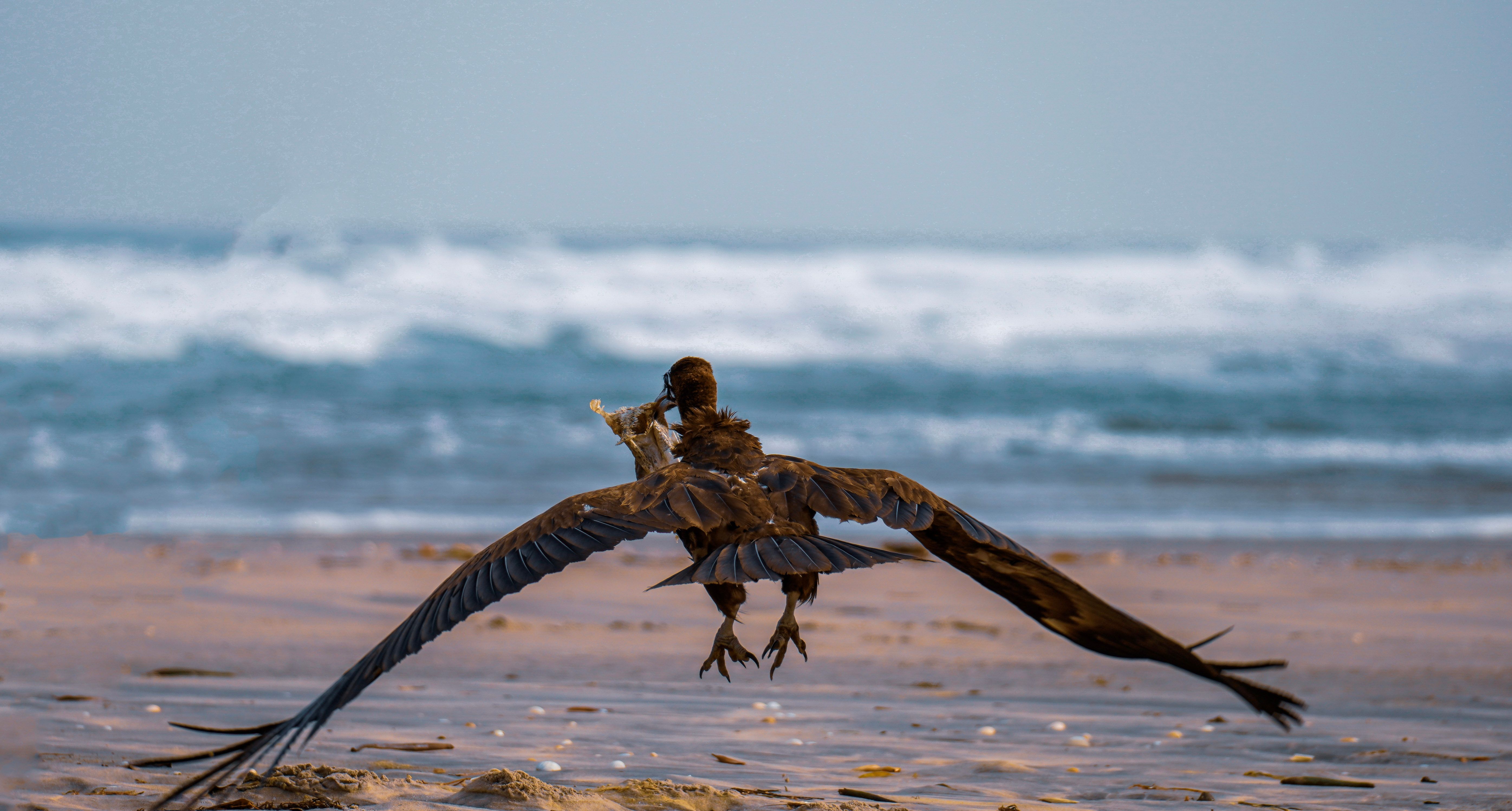 Close-up of an Eagle on the Beach · Free Stock Photo