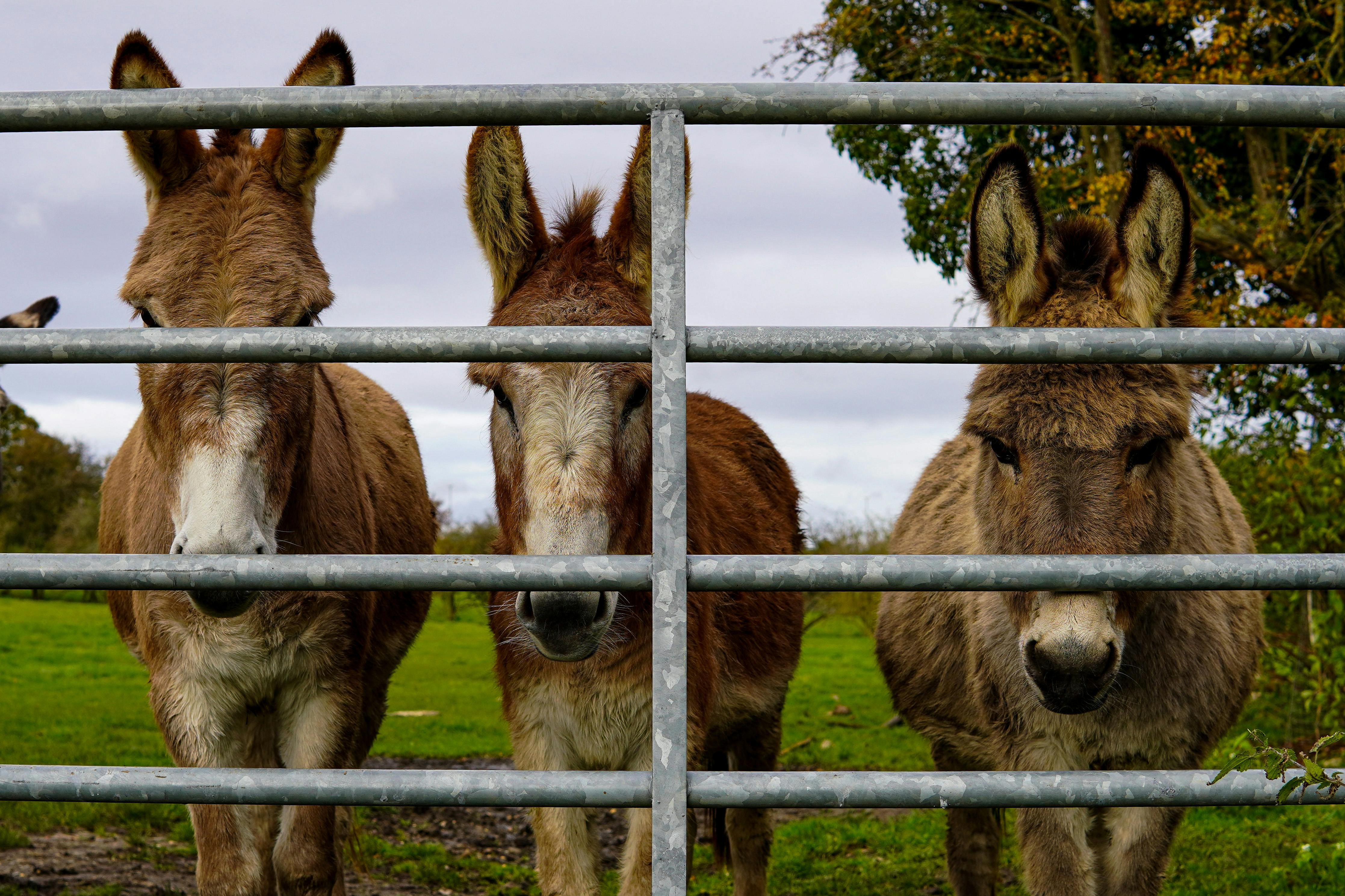 Donkeys behind a Fence on a Farm · Free Stock Photo