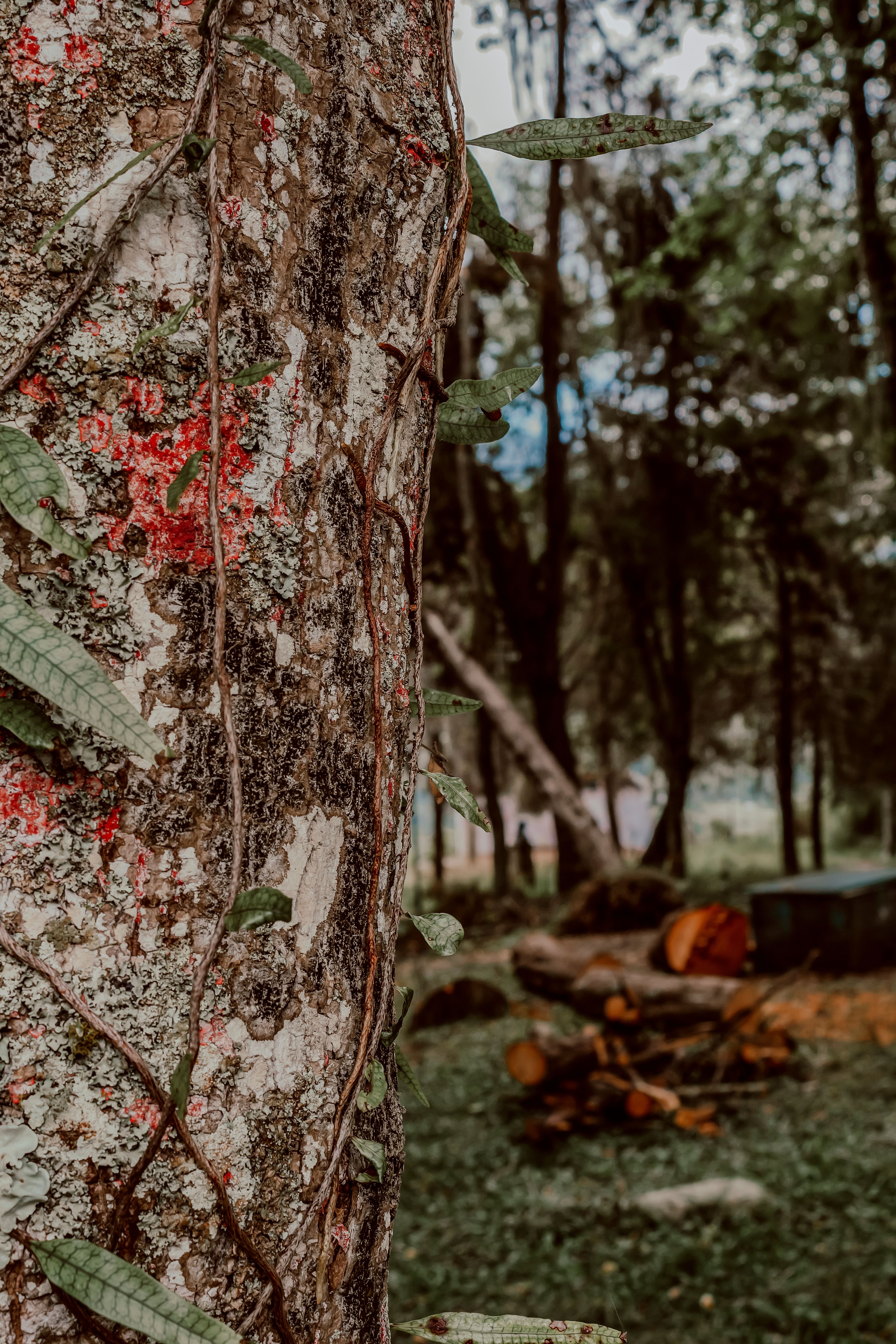 Bark of Tree in Park · Free Stock Photo