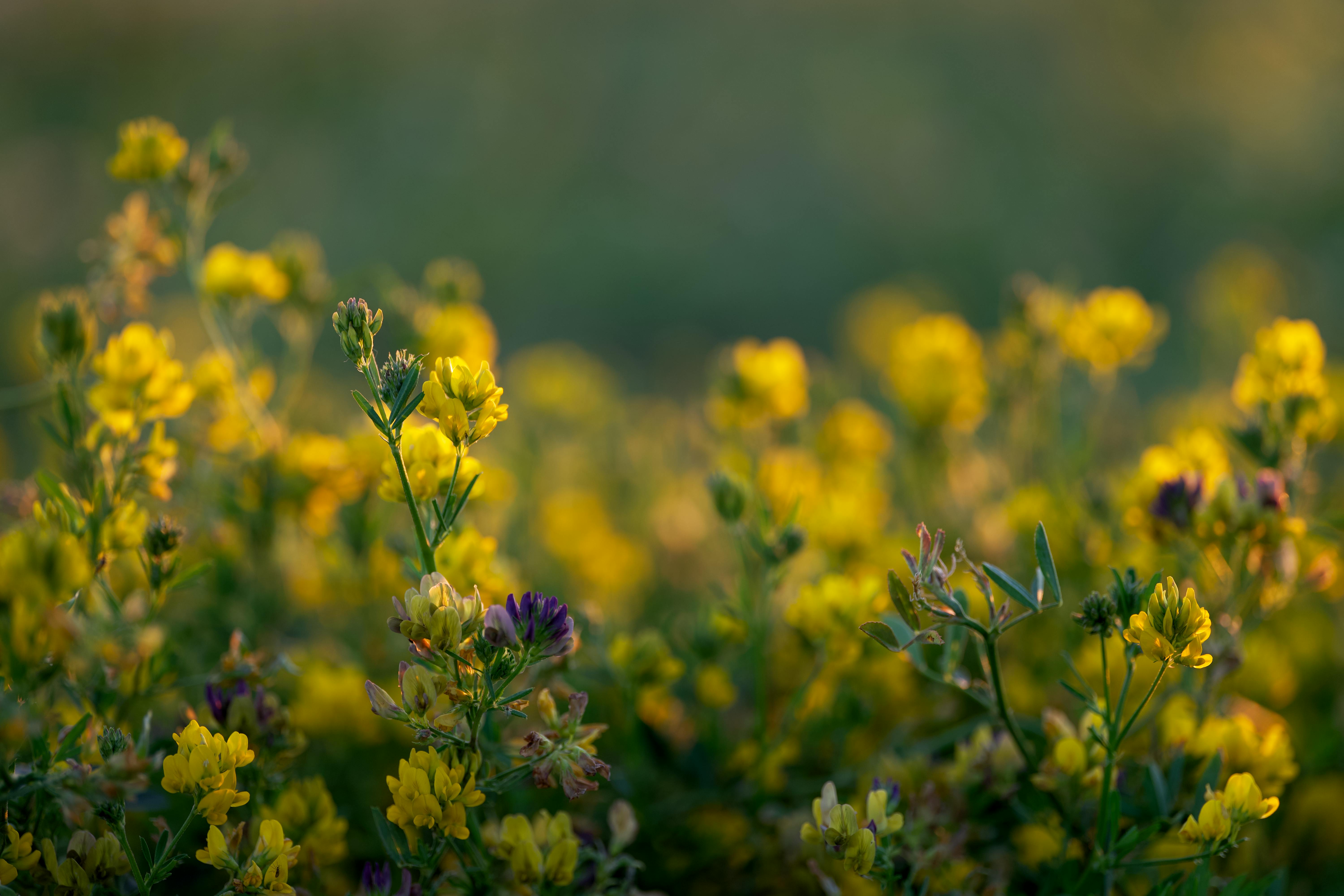 Yellow wildflowers · Free Stock Photo