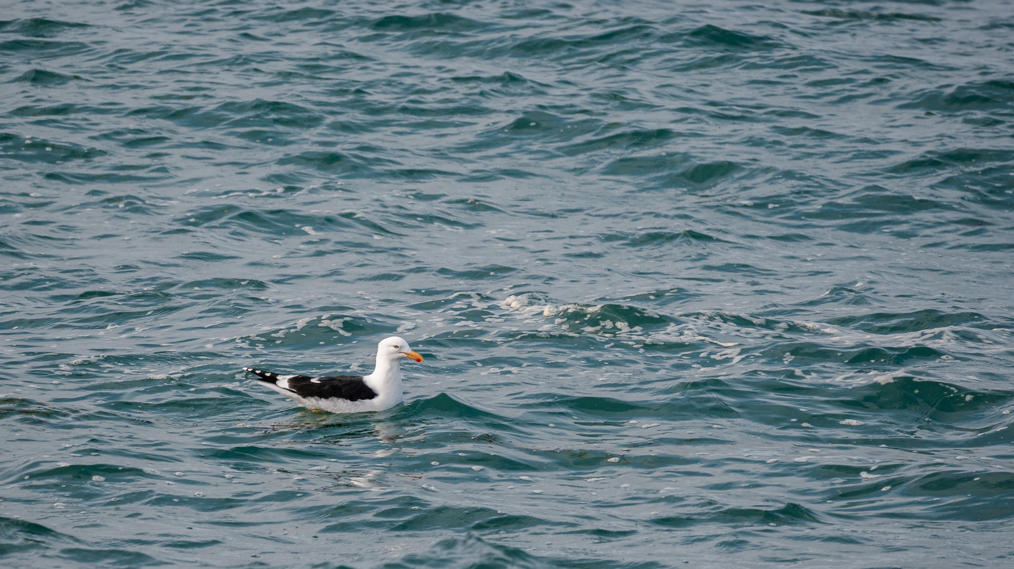 Seabird Photos, Download The BEST Free Seabird Stock Photos & HD Images