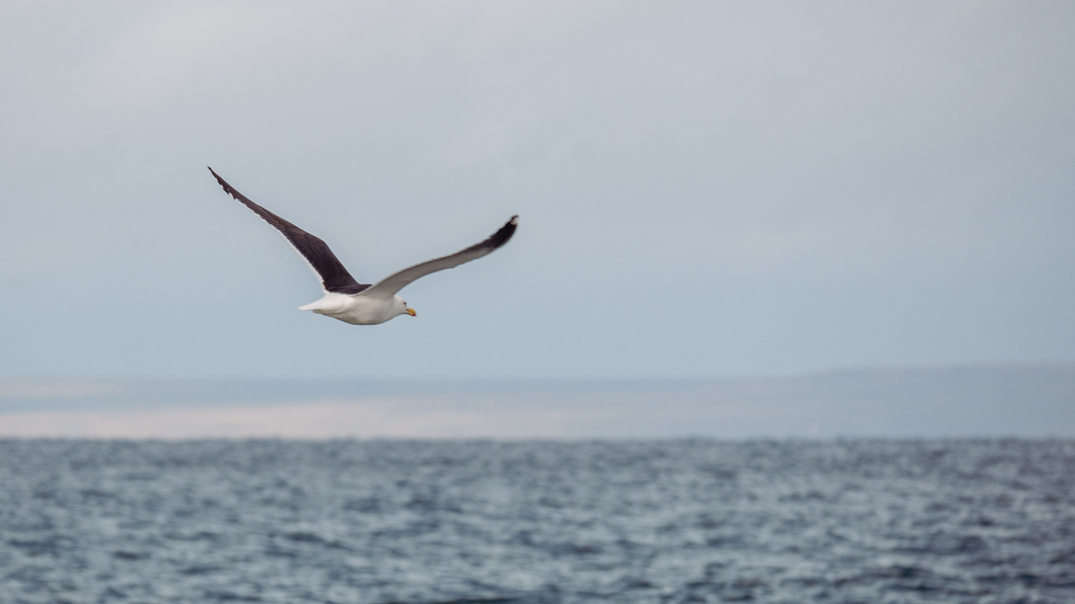 Bird At Sea Photos, Download The BEST Free Bird At Sea Stock Photos ...