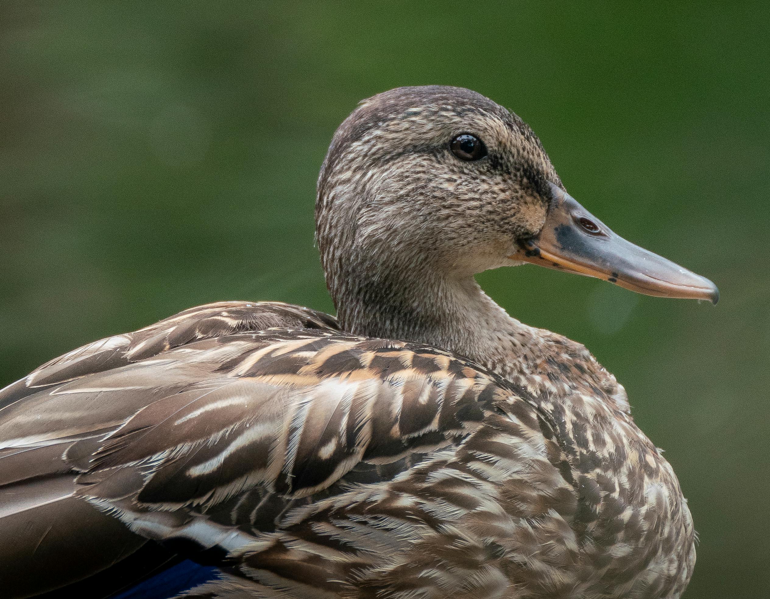Close up of Duck · Free Stock Photo
