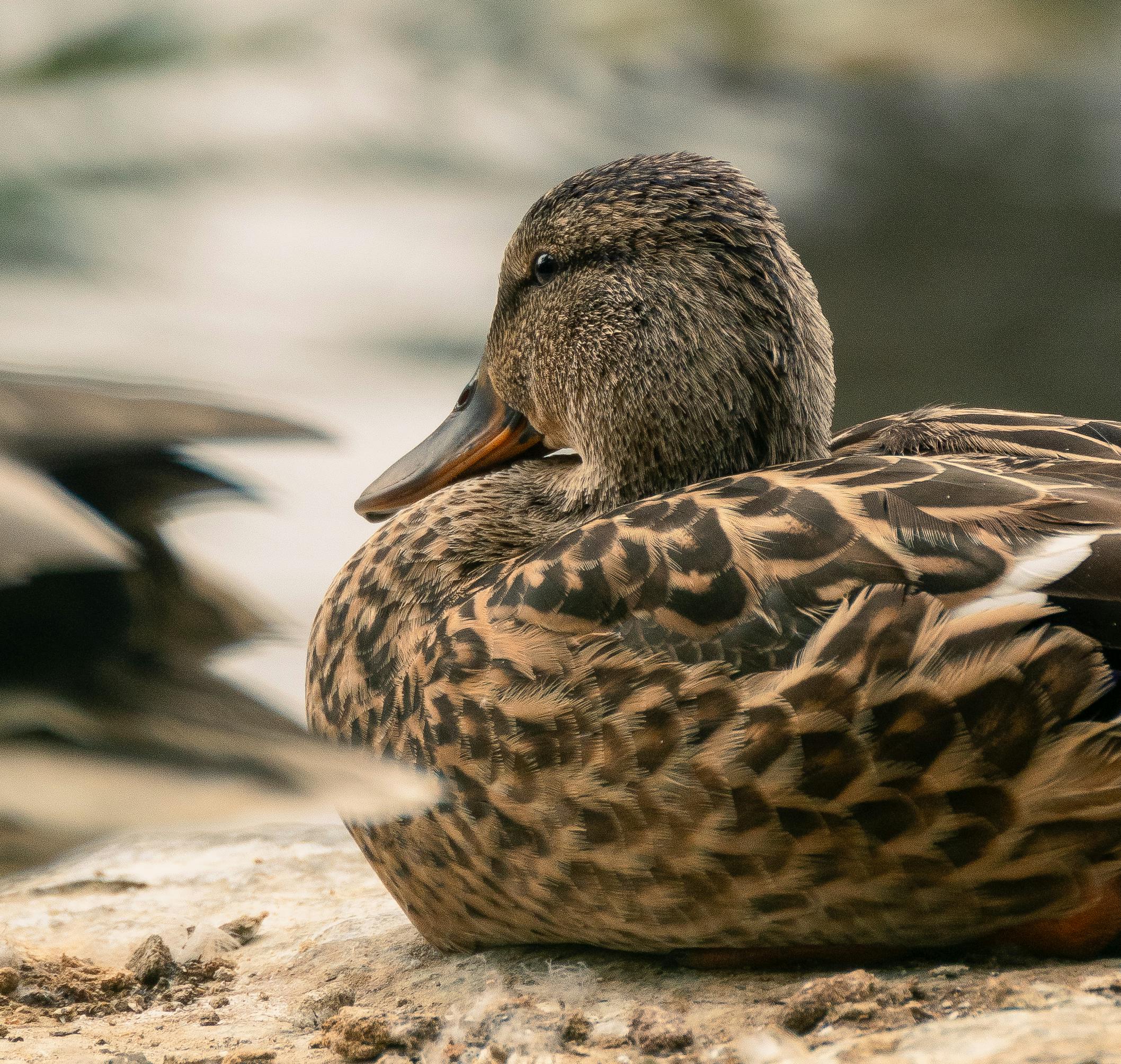 Well Grounded Photos, Download The BEST Free Well Grounded Stock Photos ...