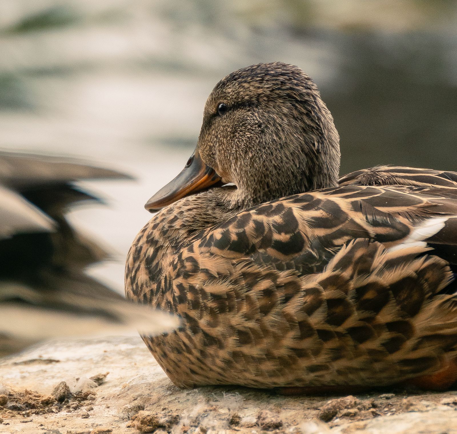 Duck Profile Photos, Download The BEST Free Duck Profile Stock Photos ...