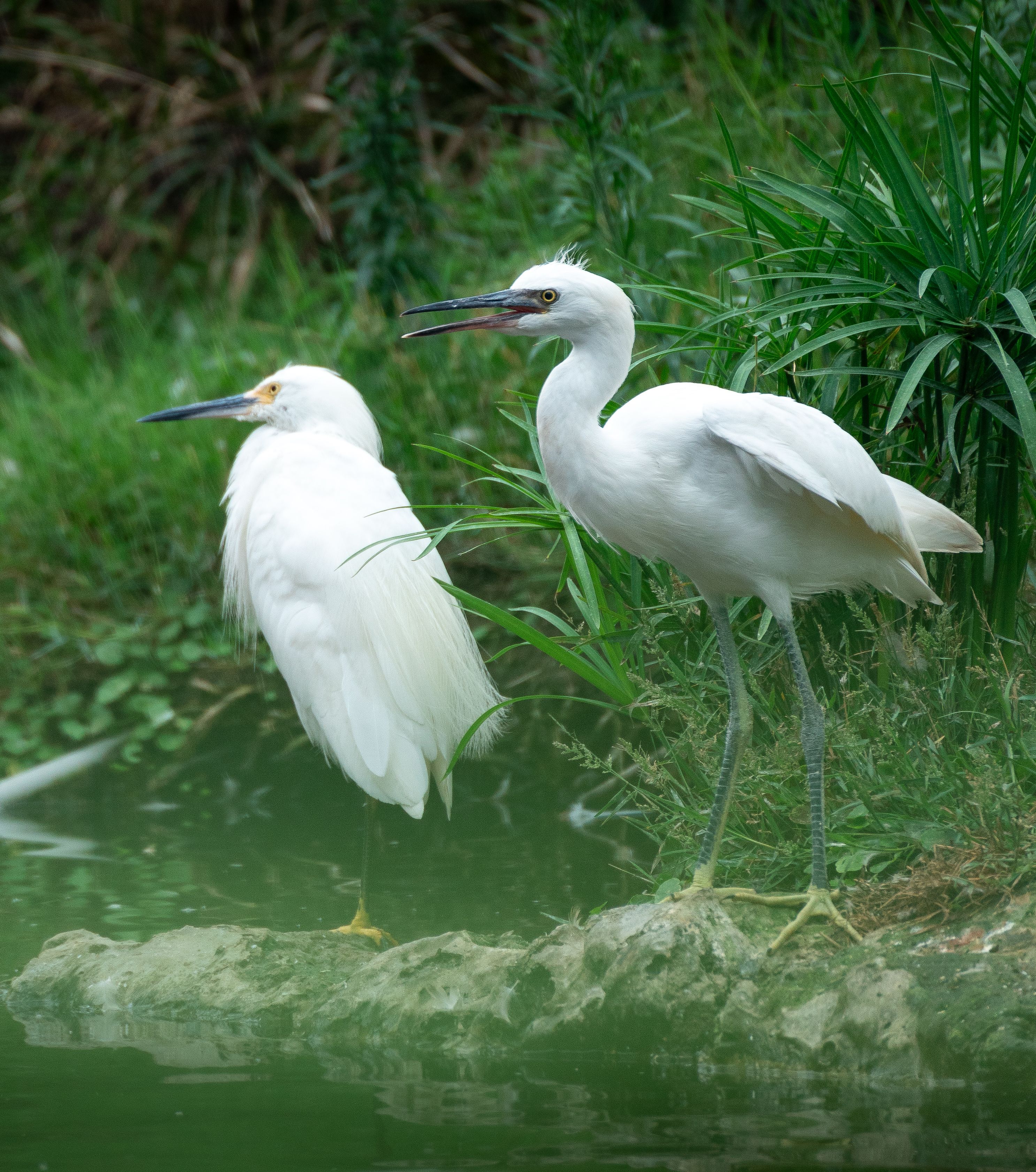 Close up of White Cranes · Free Stock Photo