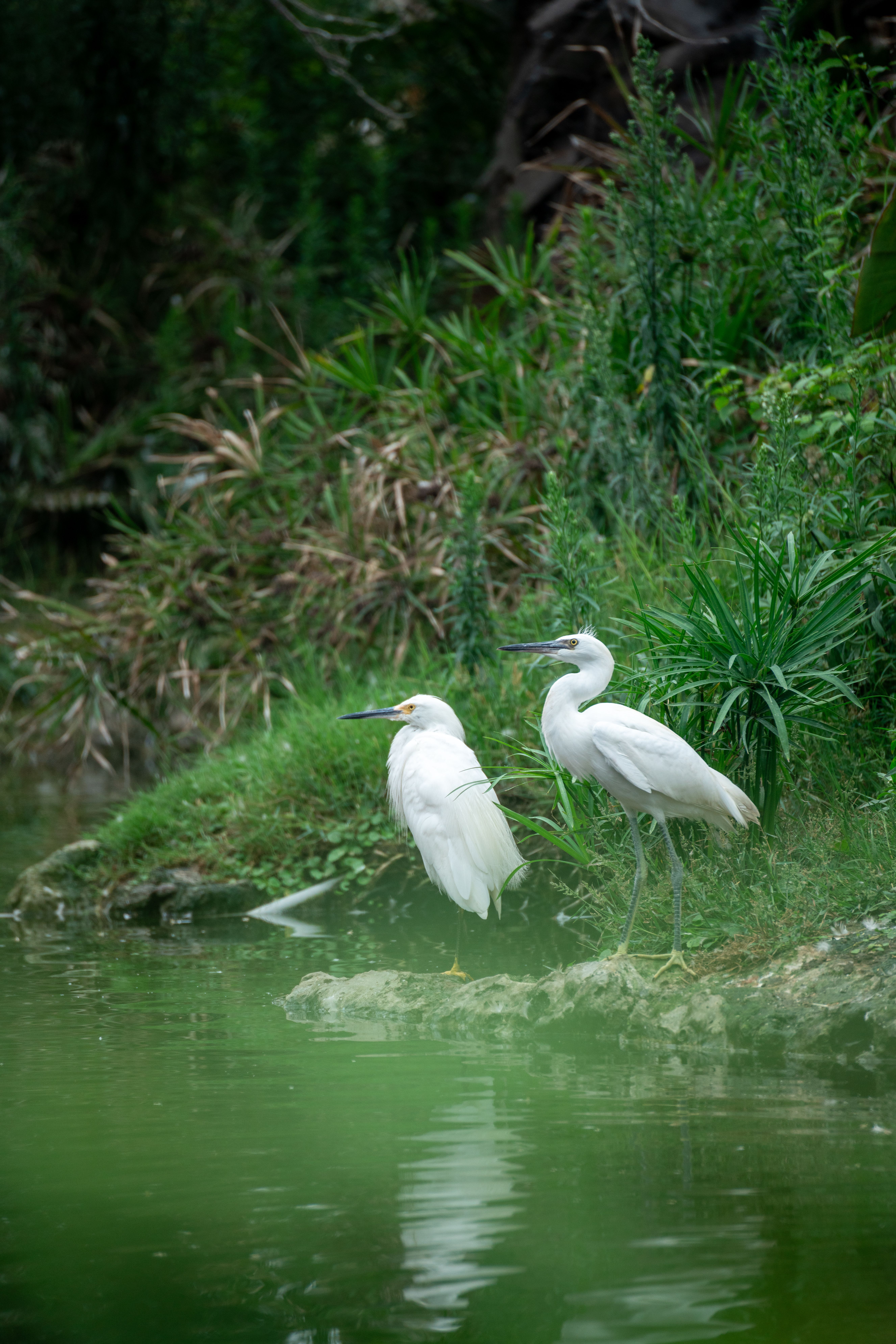 White Cranes near Water · Free Stock Photo
