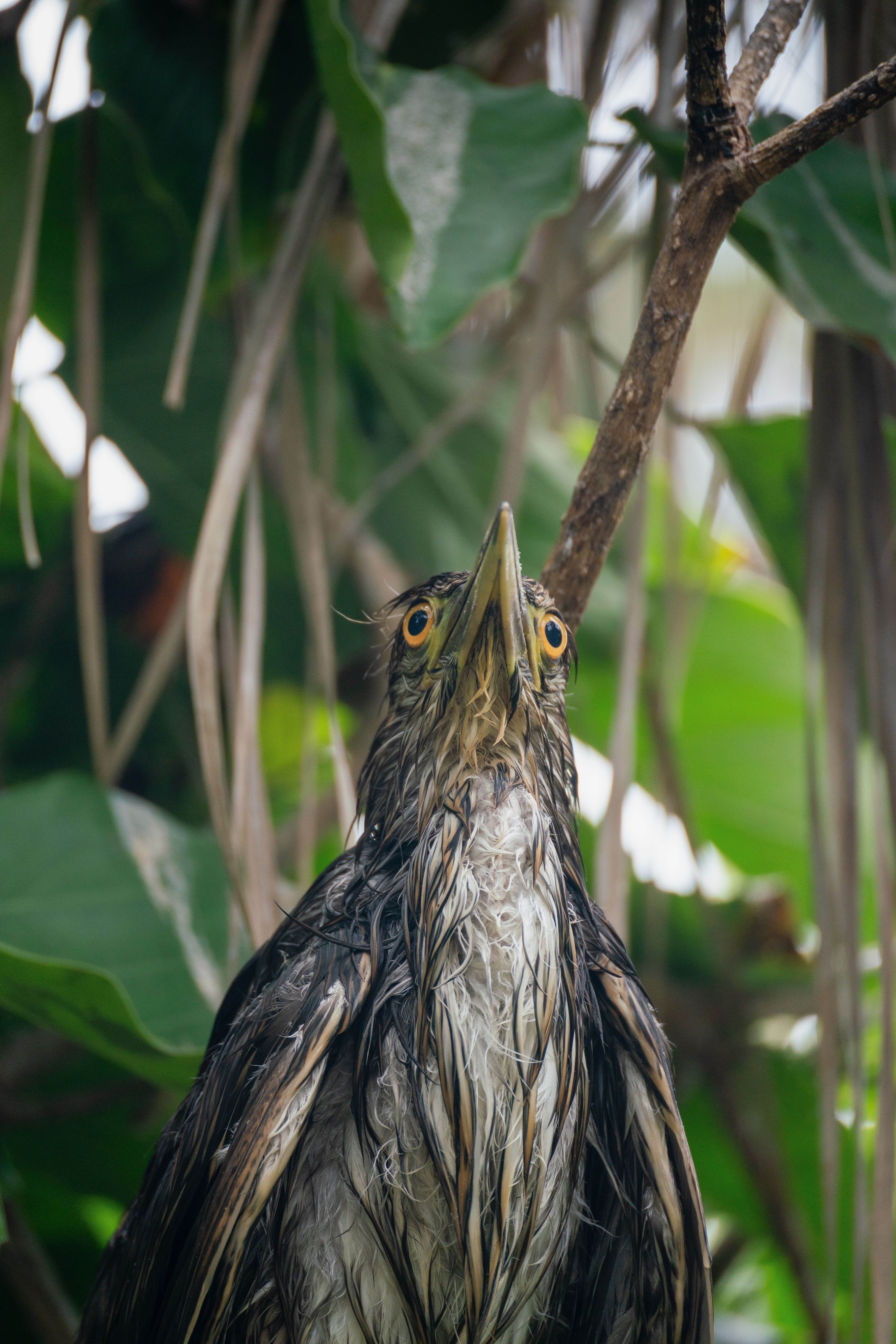 Black-crowned Night Heron Bird · Free Stock Photo