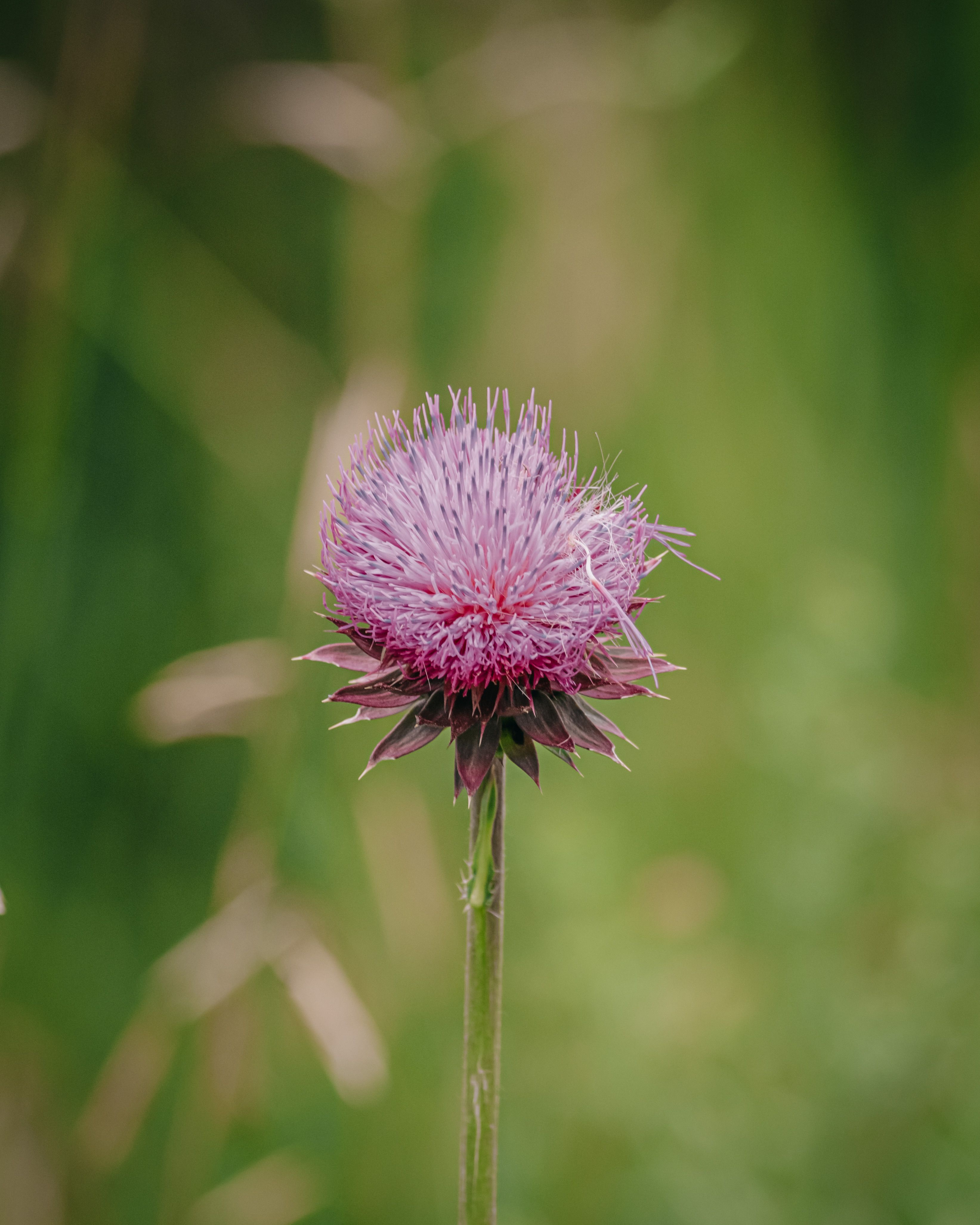 Close-up of Blooming Thistle in Nature · Free Stock Photo