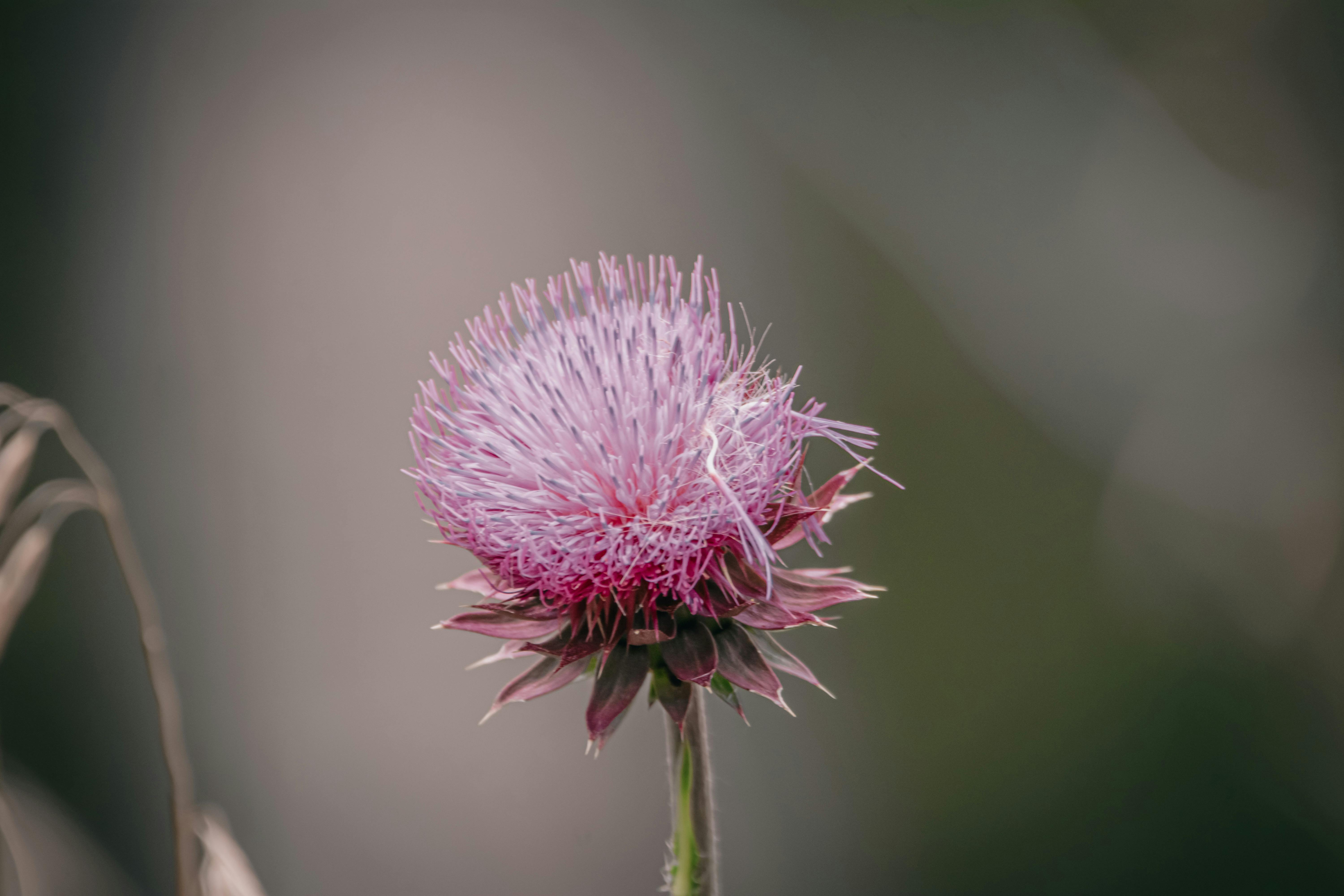 Purple Flower · Free Stock Photo