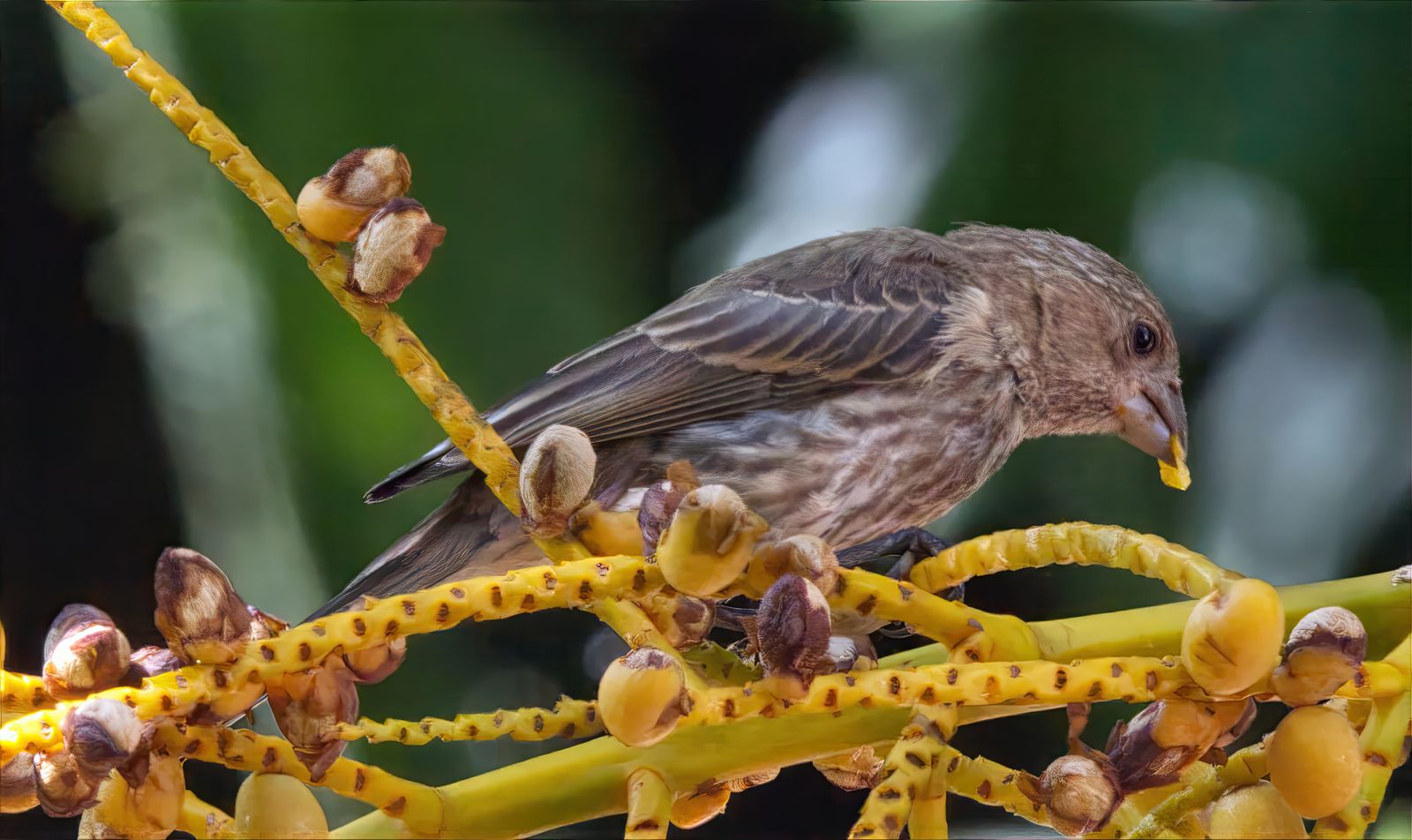 Pakistani Sparrow Photos, Download The BEST Free Pakistani Sparrow ...