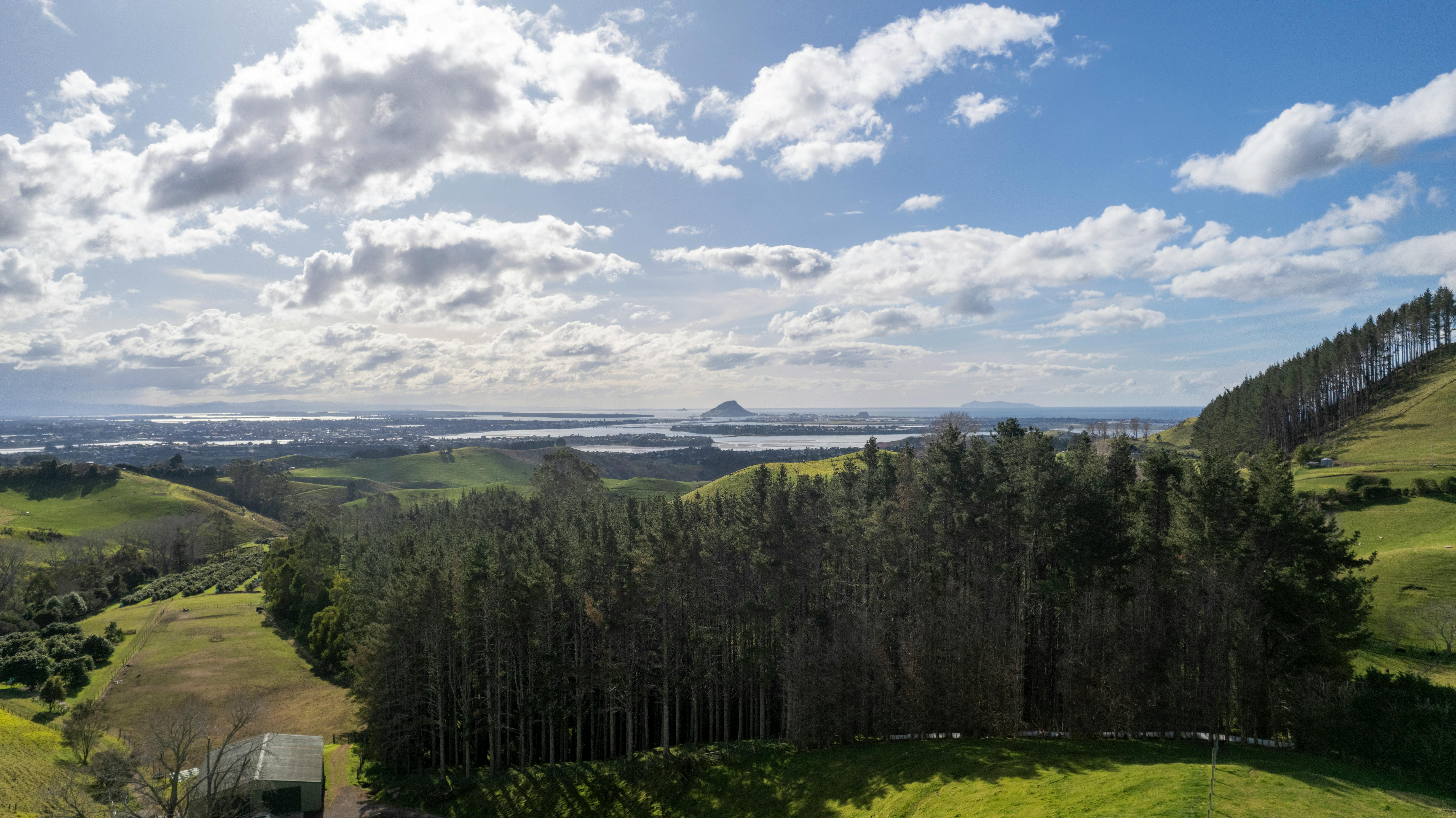 Coniferous Trees on a Cropland · Free Stock Photo