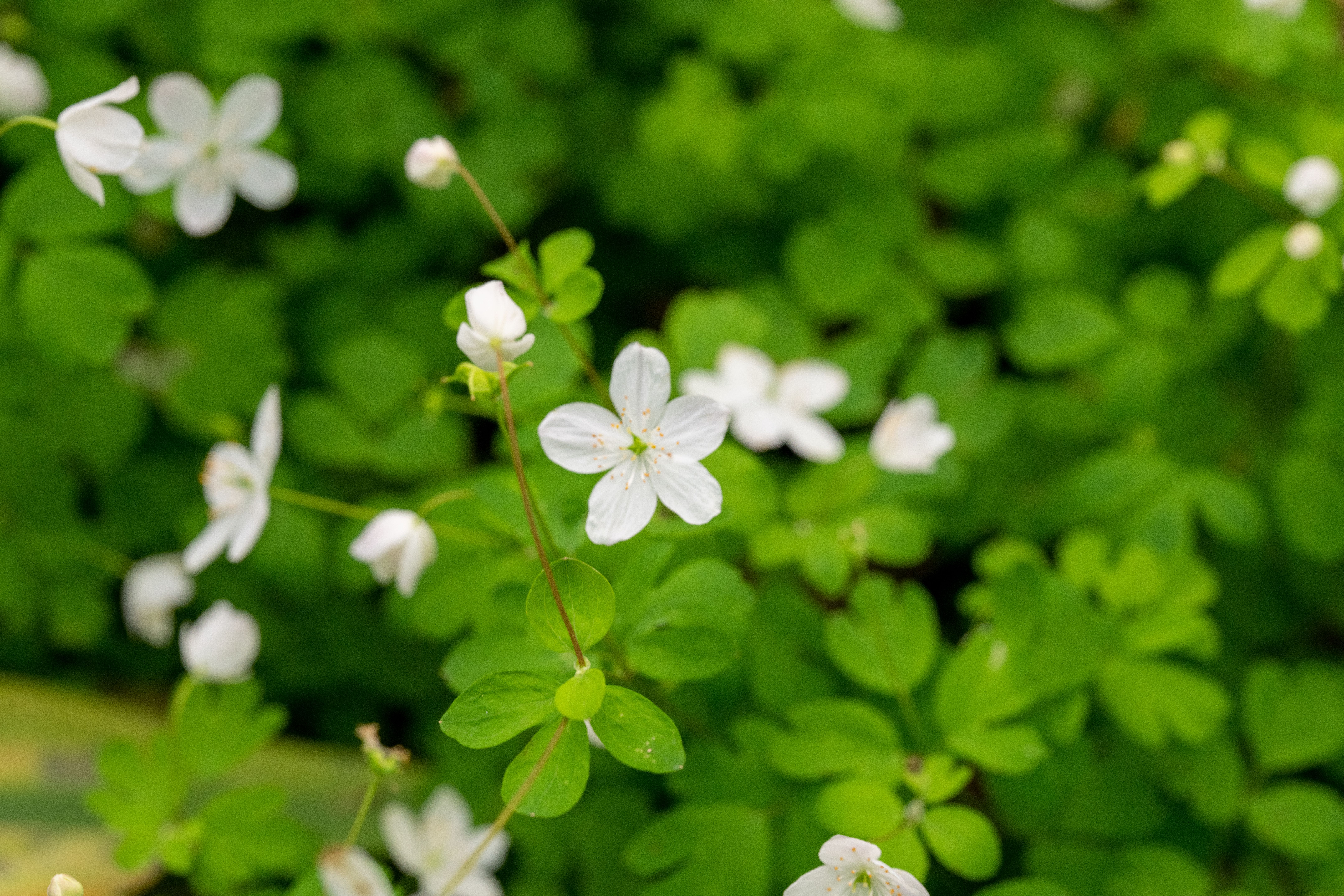 Close up of Jasmine Flowers · Free Stock Photo