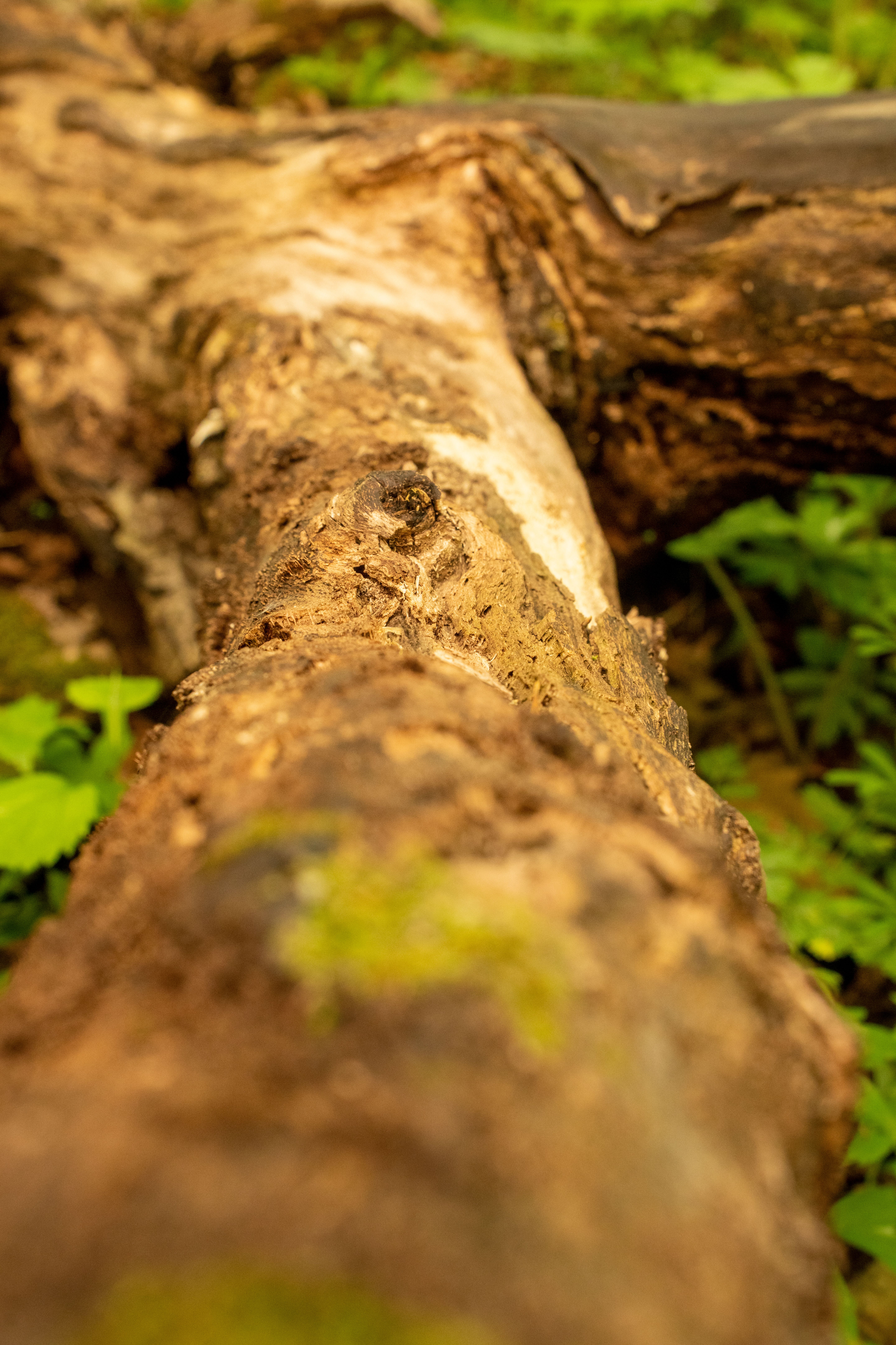 Broken Tree Branch On Ground Photos, Download The BEST Free Broken Tree ...